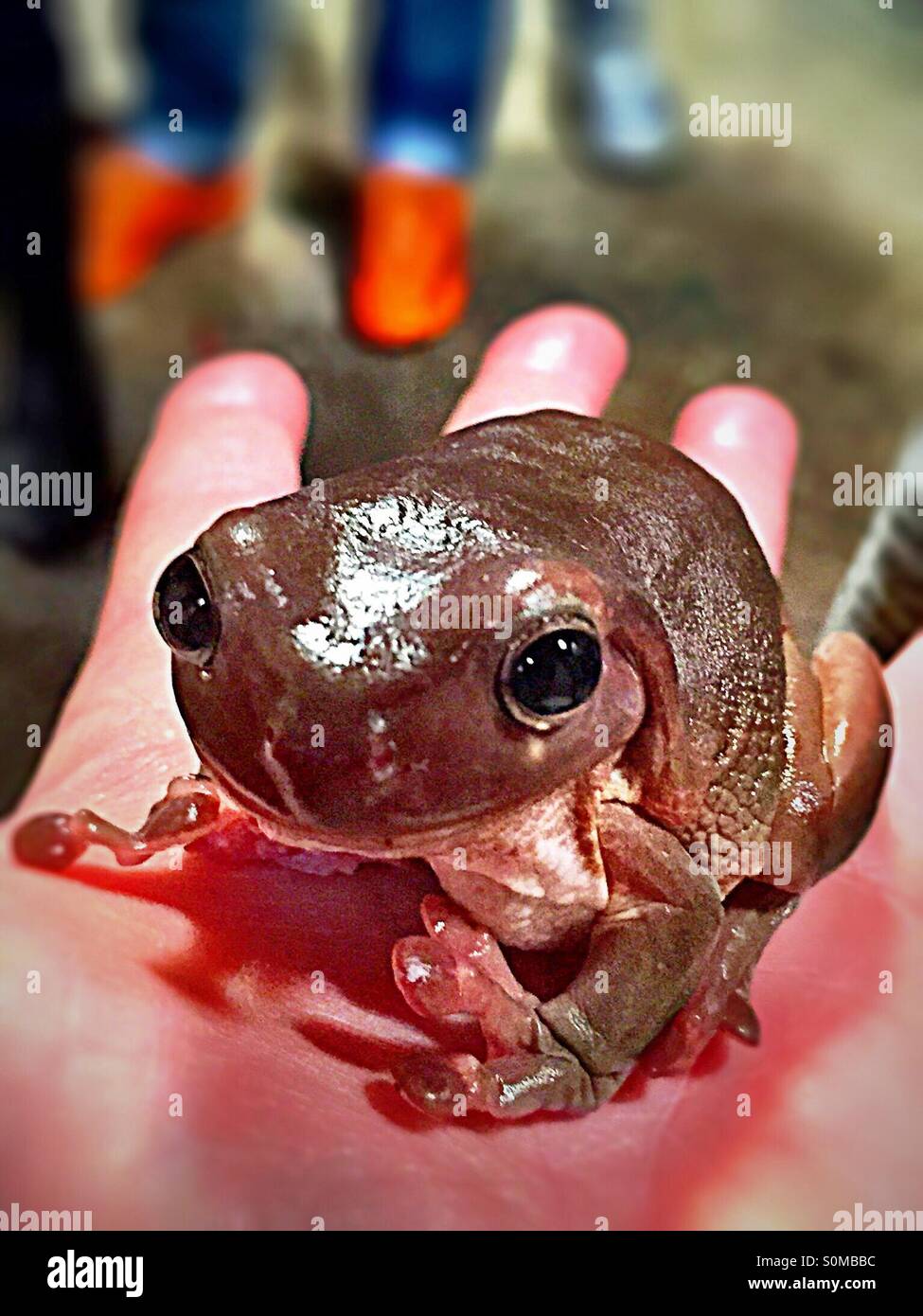 Slimy frog hi-res stock photography and images - Alamy