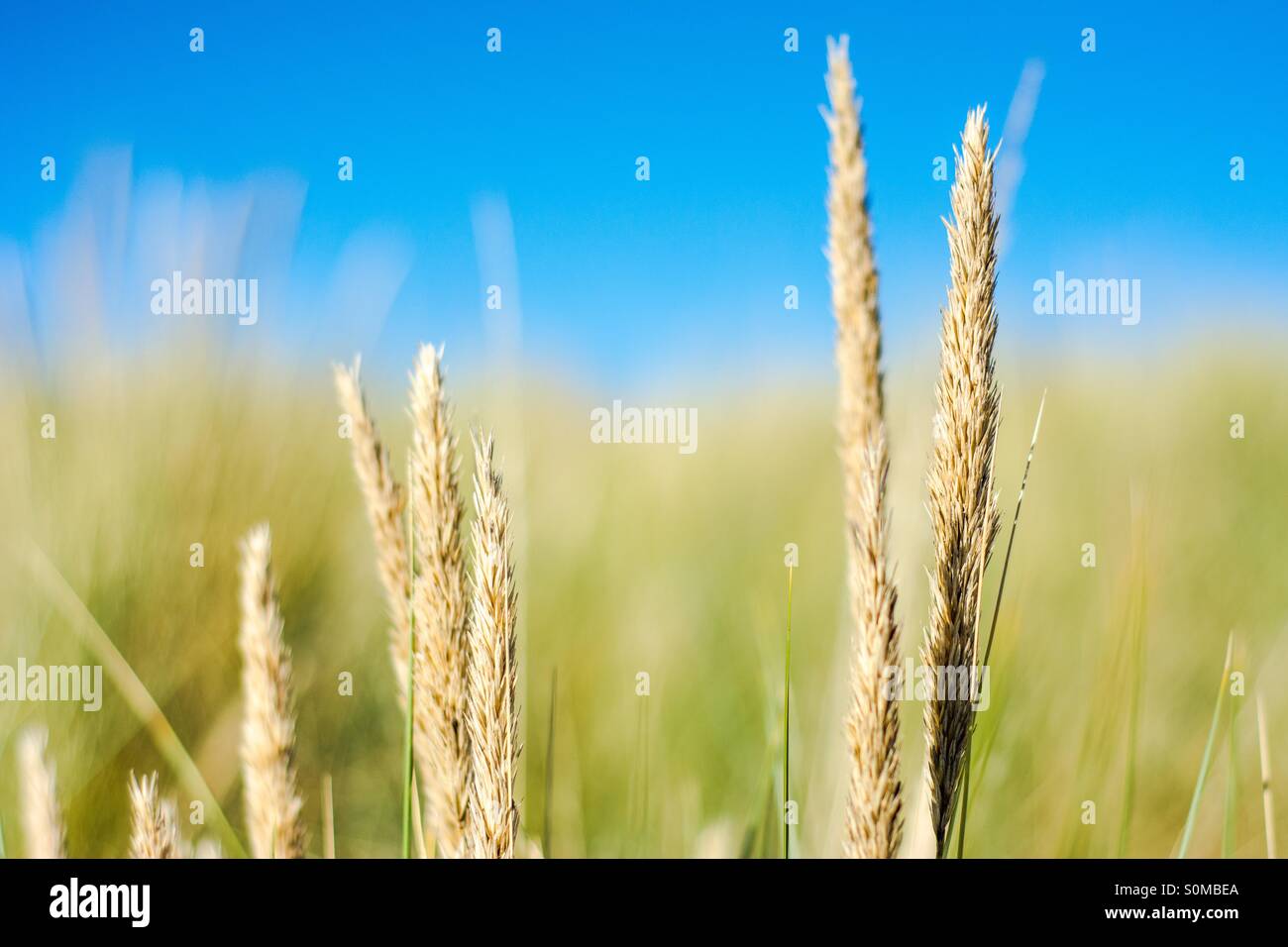Long reeds grass growing hi-res stock photography and images - Alamy