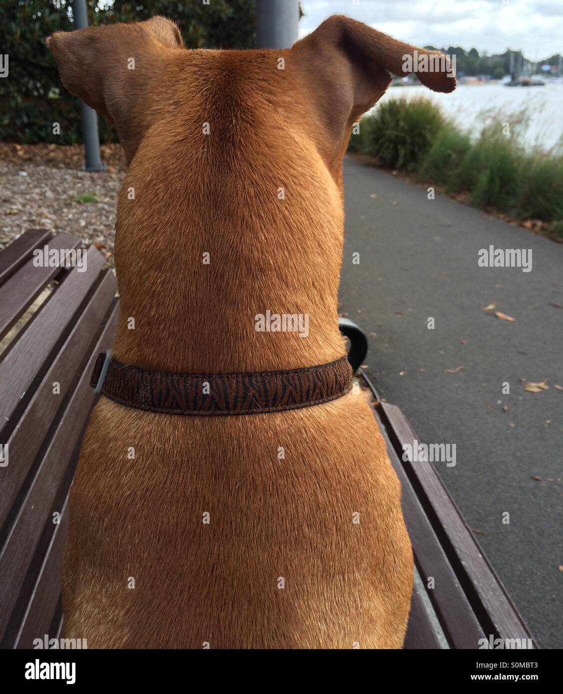 Dog on bench Stock Photo - Alamy