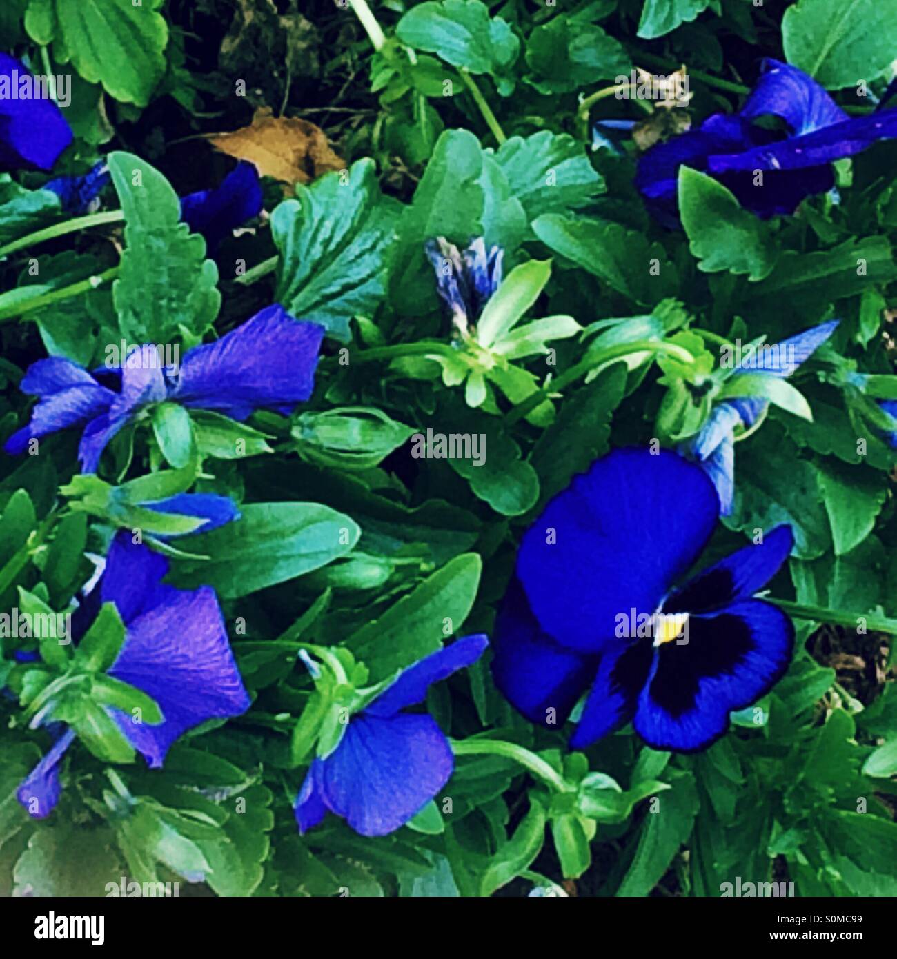 Delicateness hi-res stock photography and images - Alamy