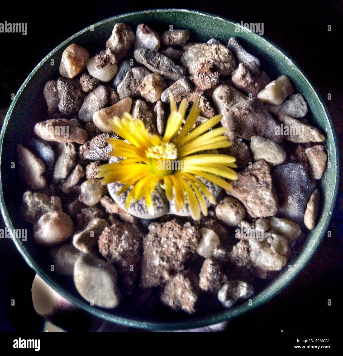 Lithops living hi-res stock photography and images - Alamy