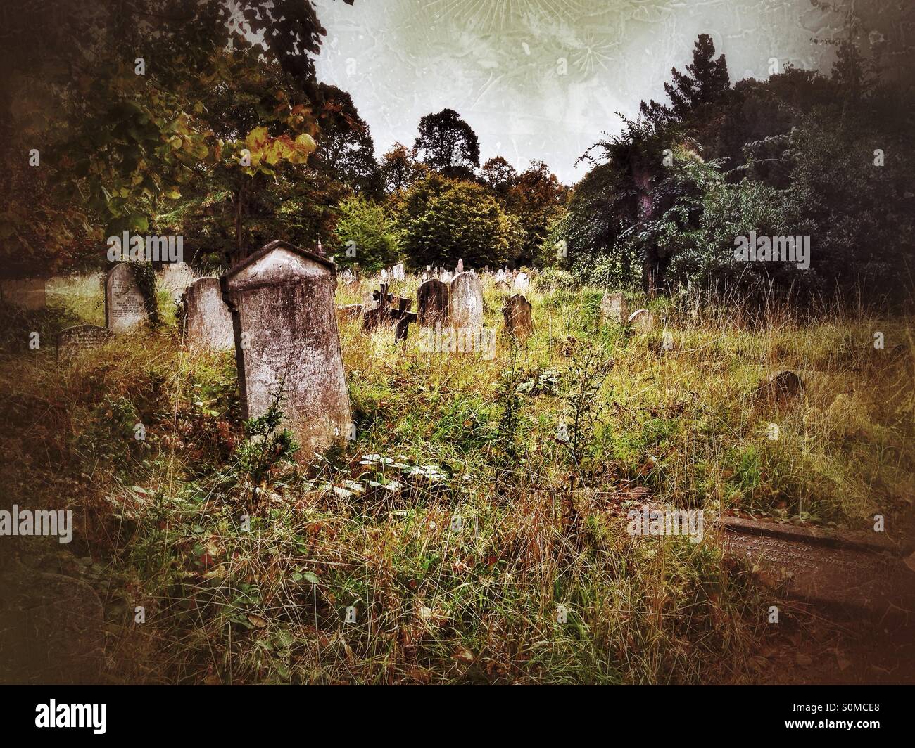 An overgrown graveyard Stock Photo - Alamy