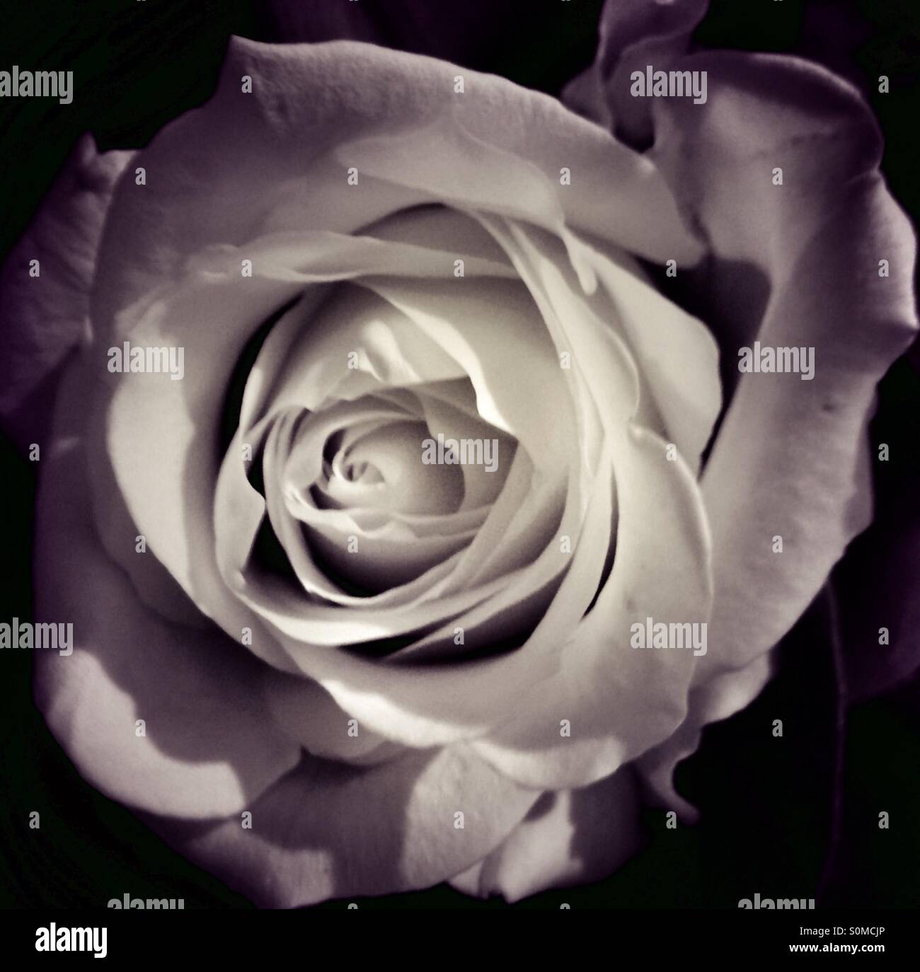 Single rose hi-res stock photography and images - Alamy