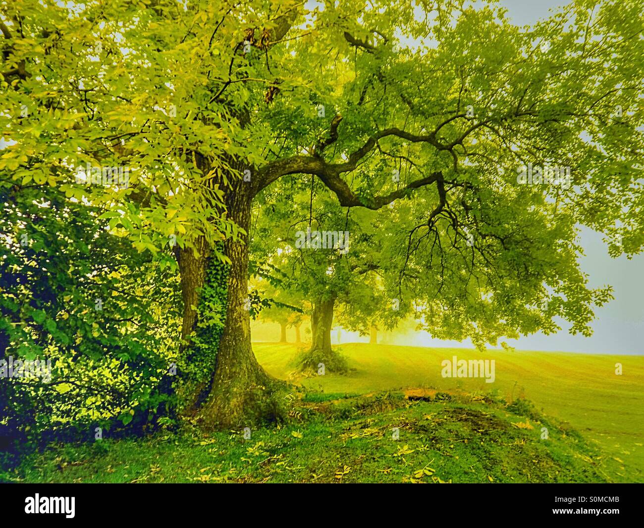 Autumn trees in woodland near Glasgow, Scotland Stock Photo - Alamy
