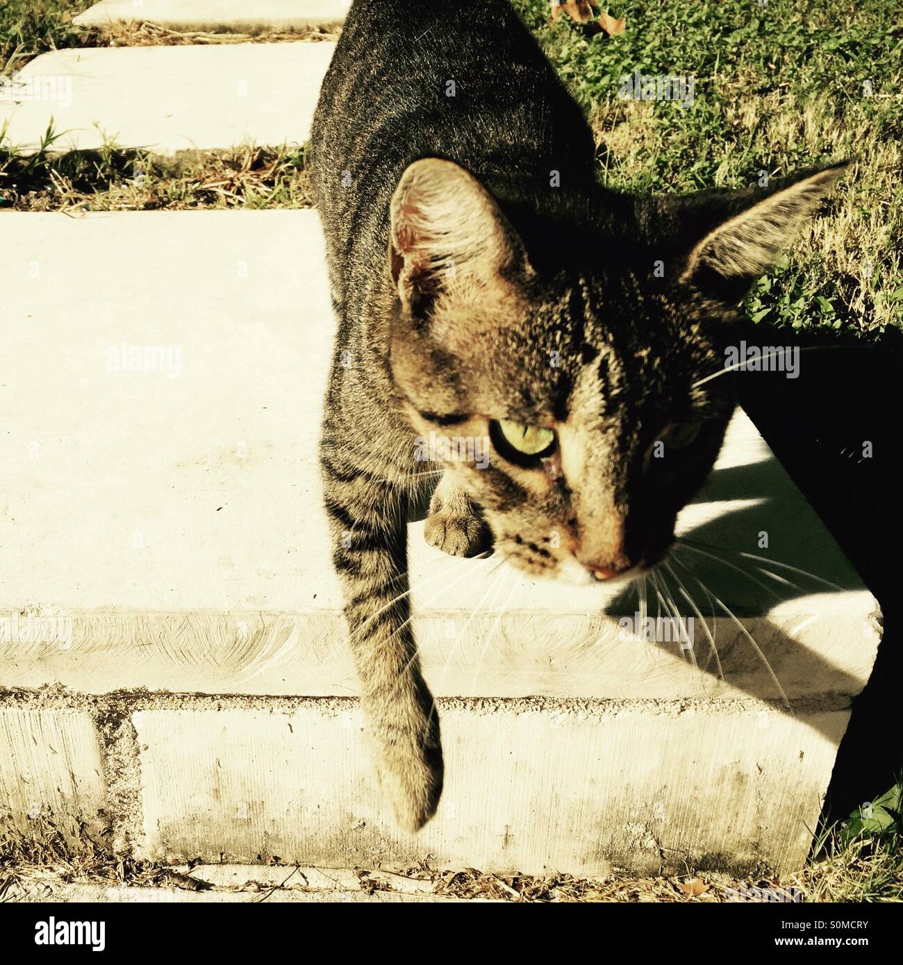 Roaming Cat High Resolution Stock Photography and Images - Alamy