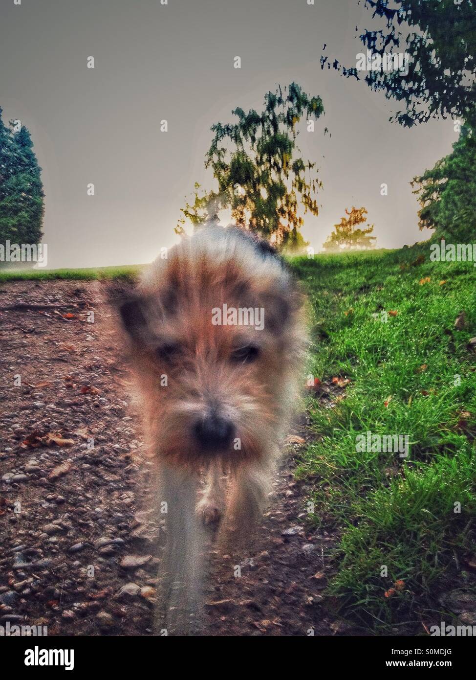 Dog path hi-res stock photography and images - Alamy