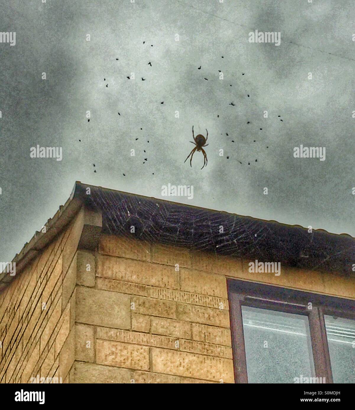 Spider attack Stock Photo - Alamy