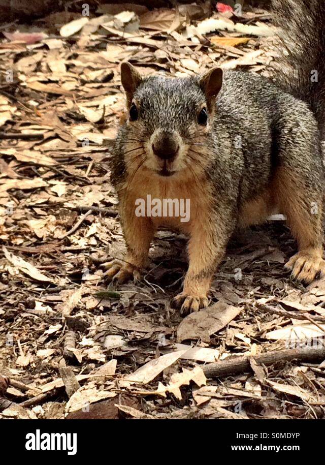 Curious squirrel hi-res stock photography and images - Alamy