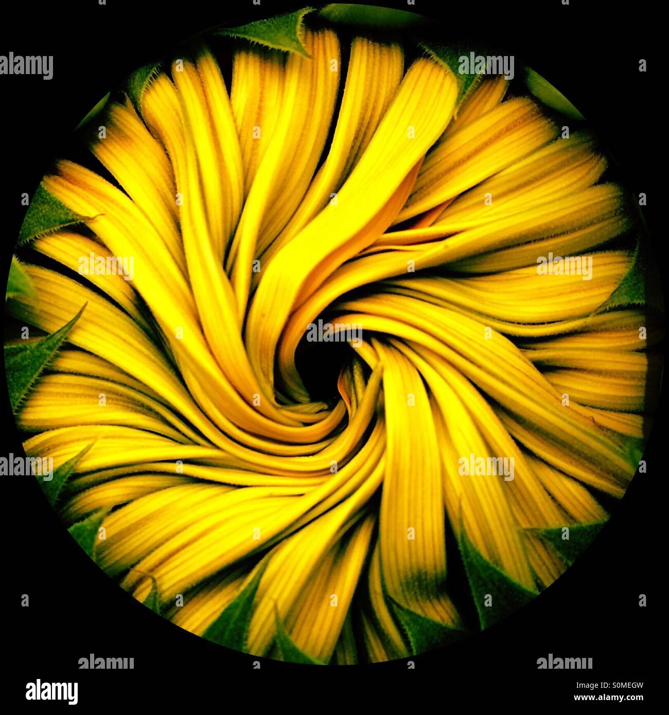 Sunflower swirl hi-res stock photography and images - Alamy