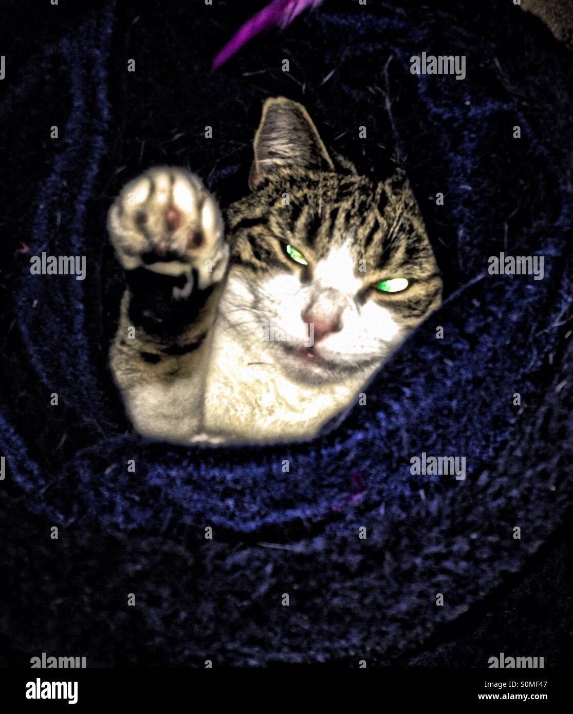 Hell cat hi-res stock photography and images - Alamy