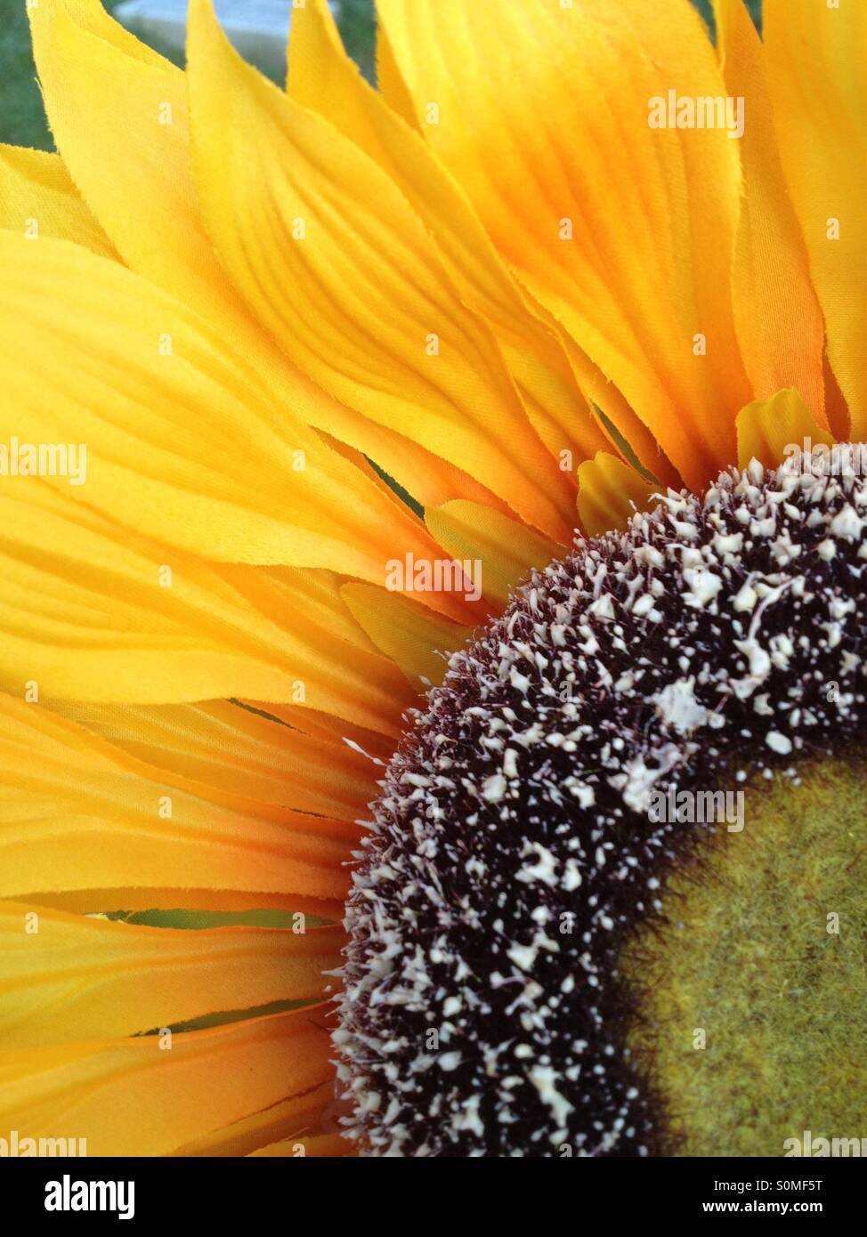 Sunflowers texture hi-res stock photography and images - Alamy