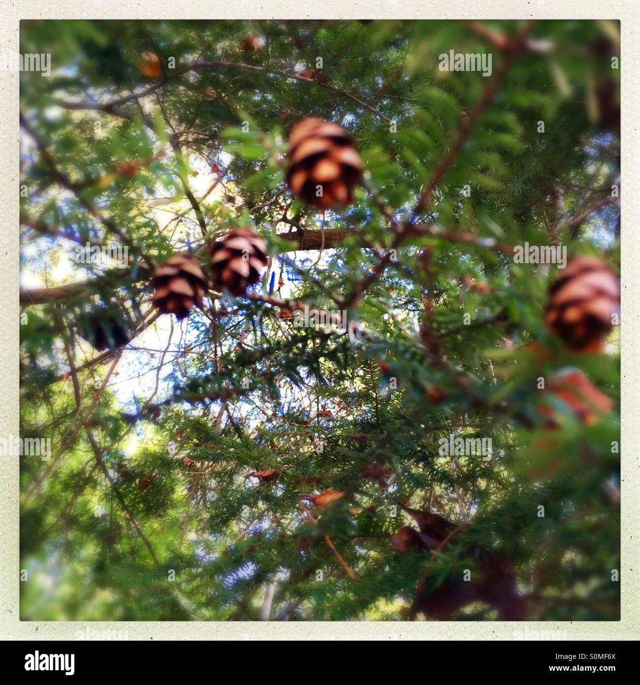 Baby Pinecones High Resolution Stock Photography and Images - Alamy