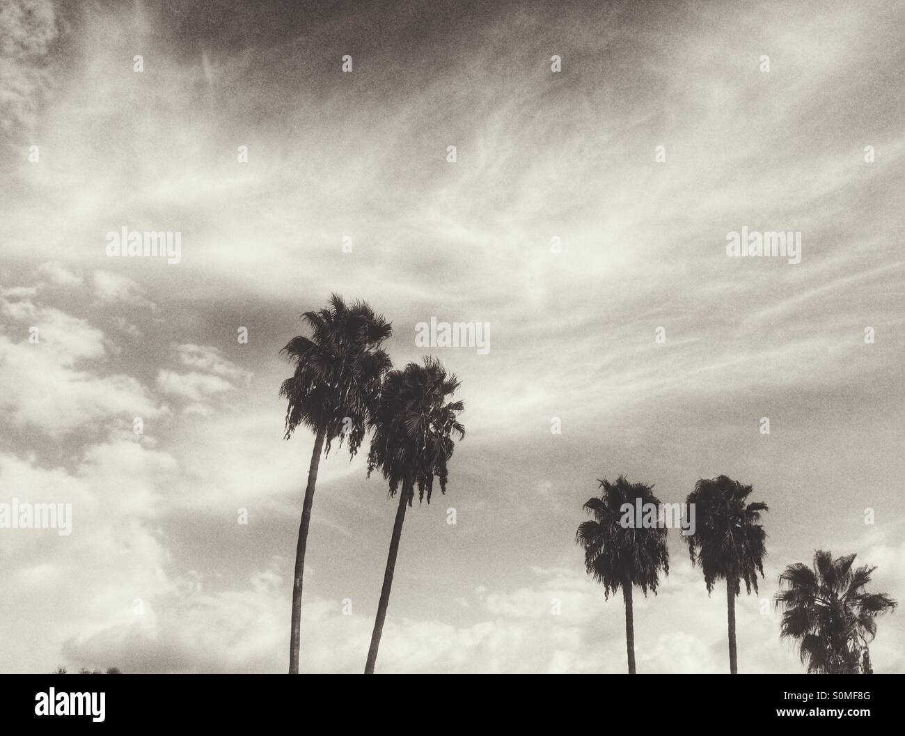 Moody palm trees hi-res stock photography and images - Alamy