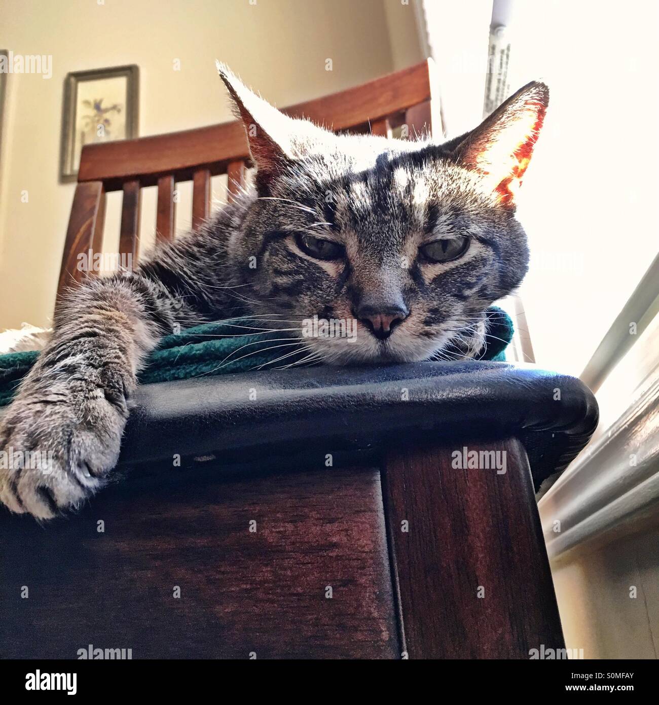 Relaxed cat hi-res stock photography and images - Alamy