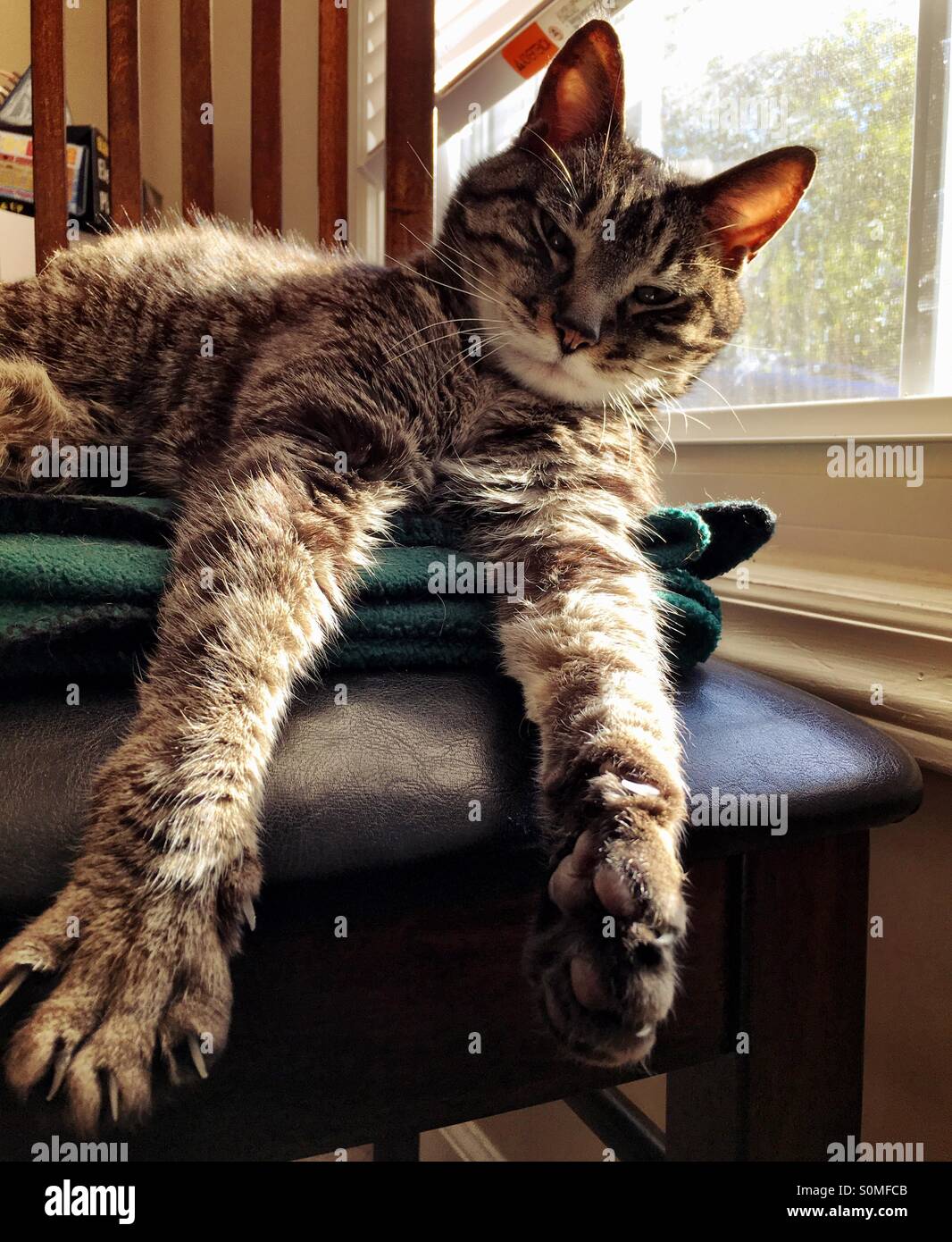 Tabby cat stretch hi-res stock photography and images - Alamy
