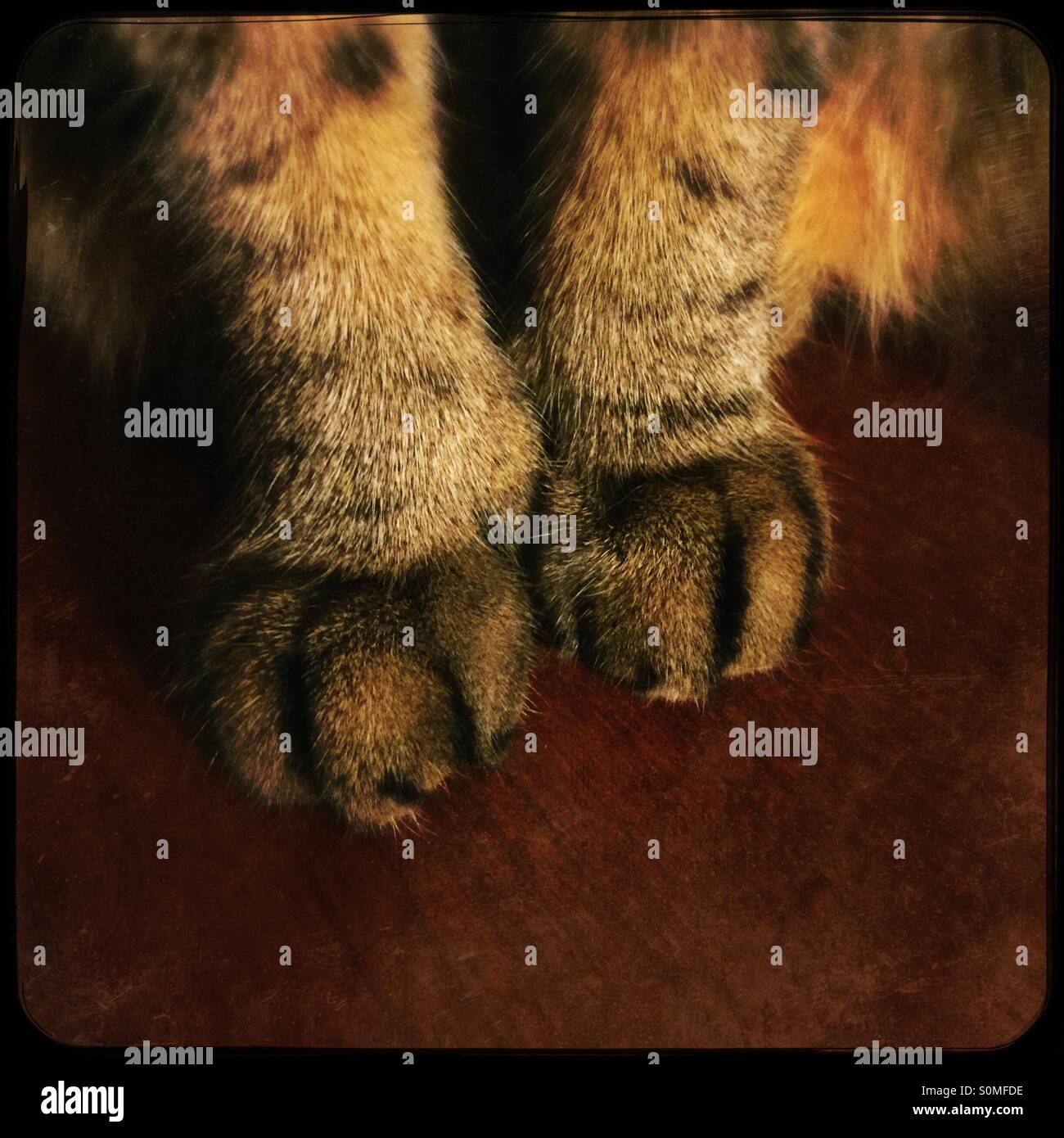 Big tabby paws Stock Photo - Alamy