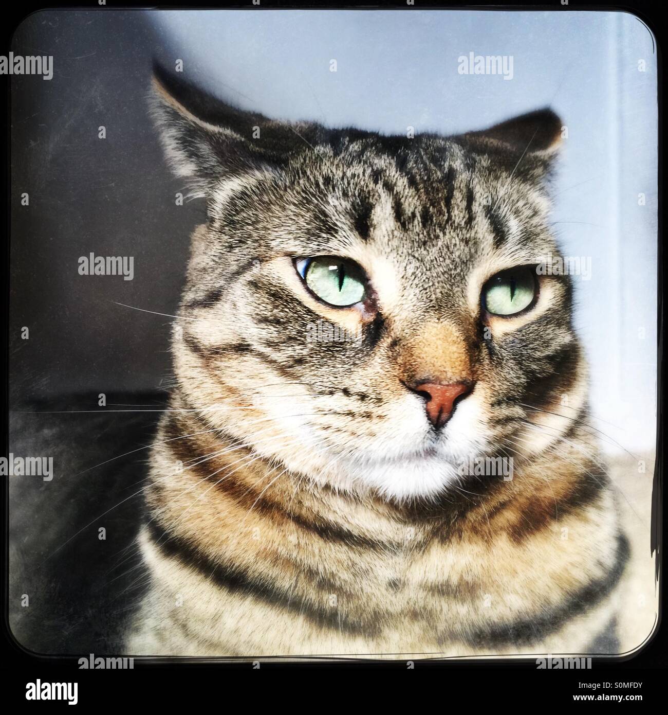 Annoyed tabby cat Stock Photo - Alamy