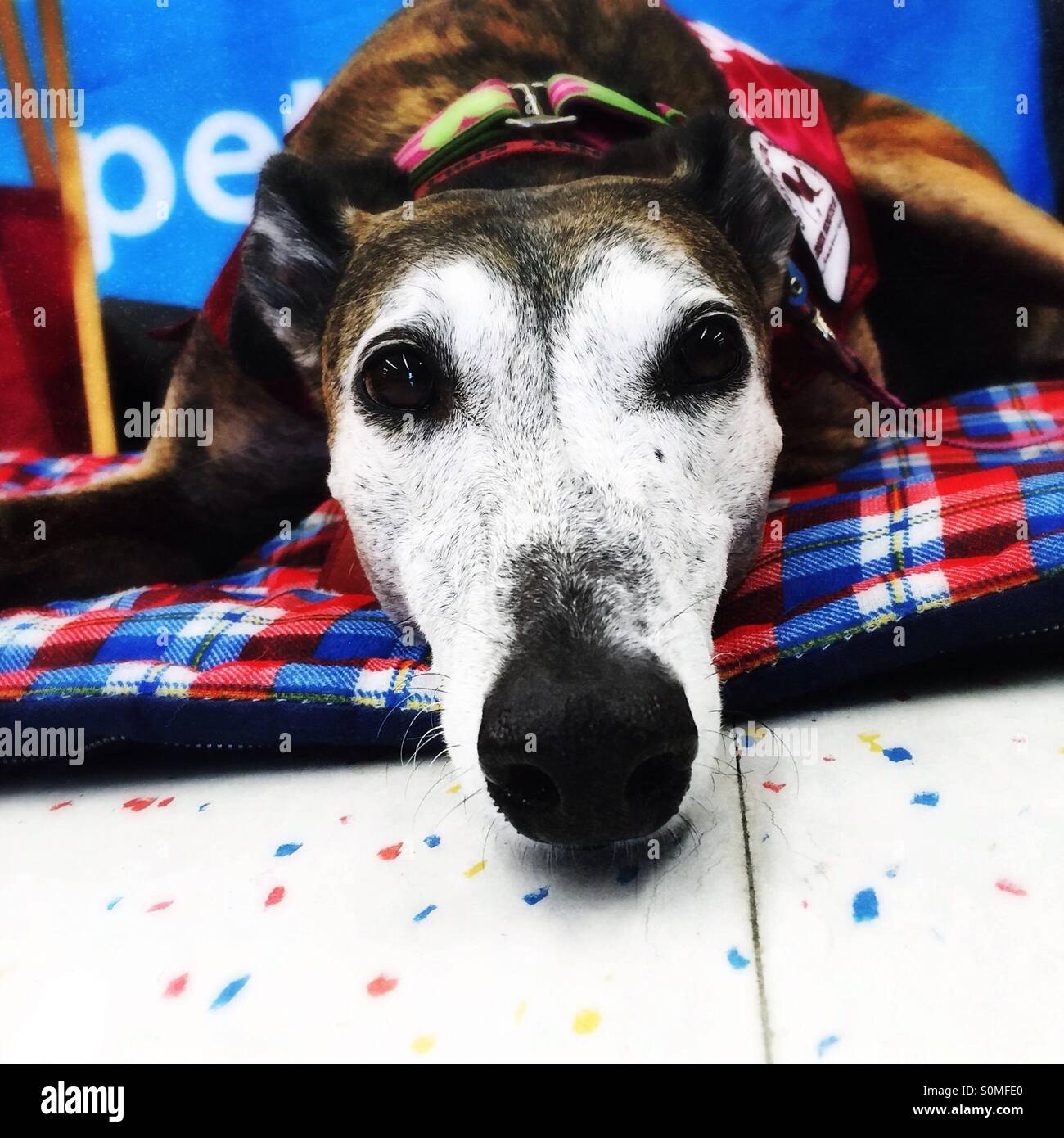 Rescued greyhound relaxing Stock Photo - Alamy
