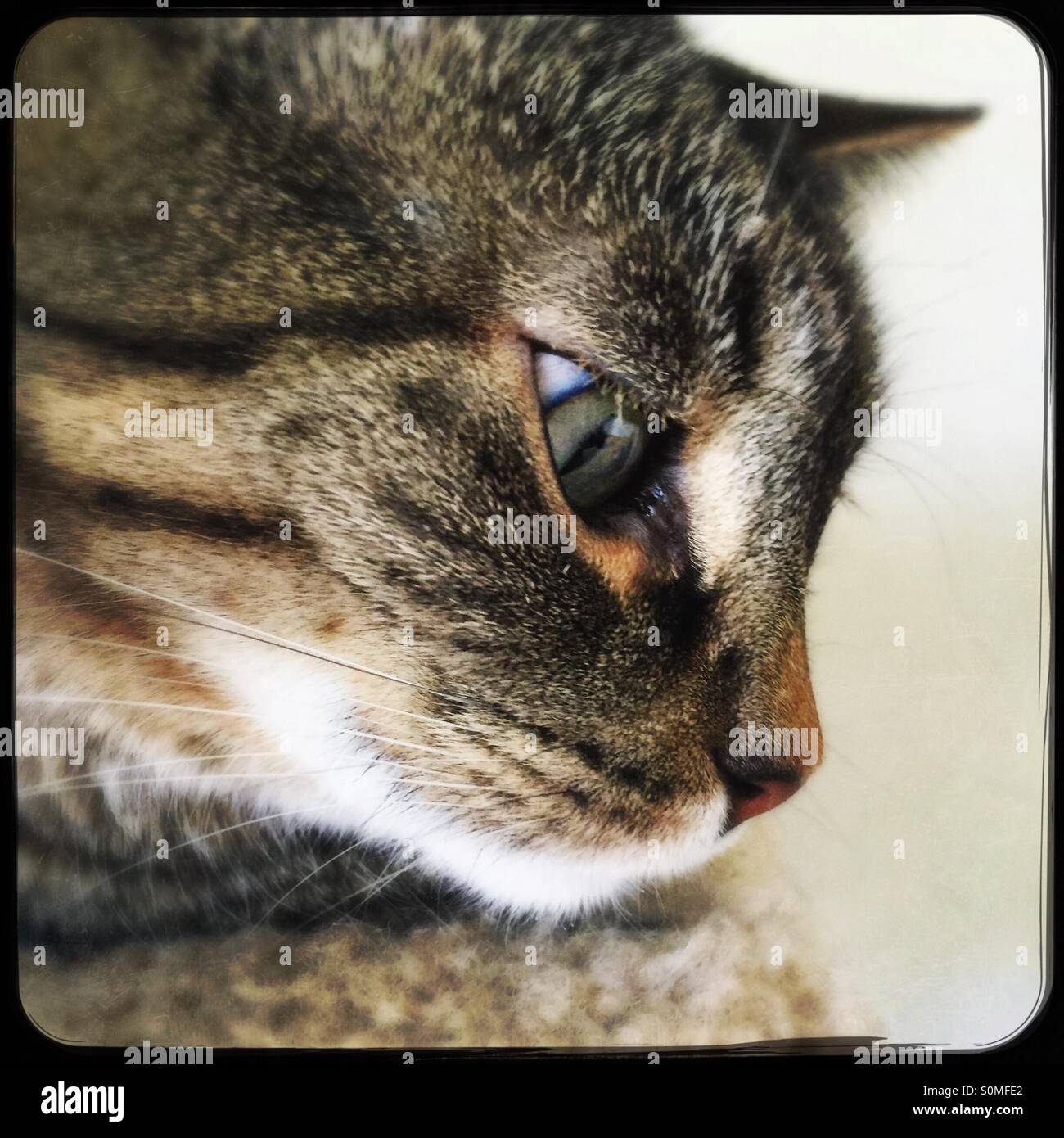 Tabby cat profile Stock Photo - Alamy