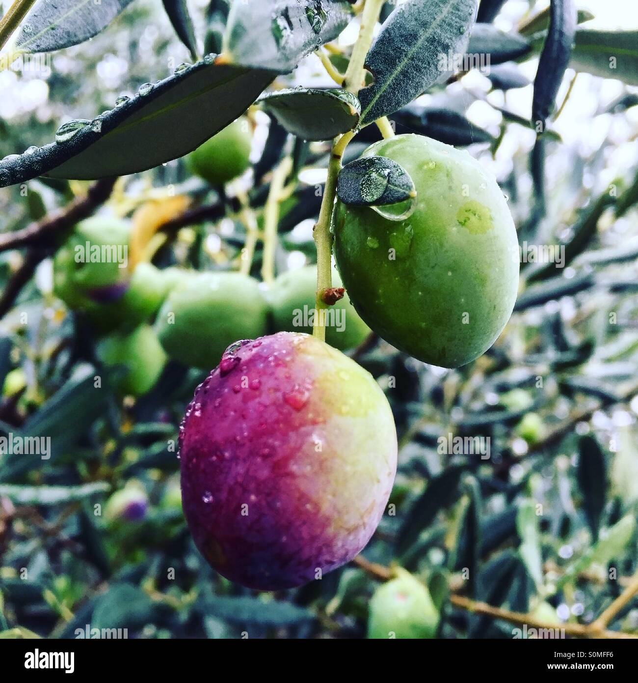 Olives fruit tree hi-res stock photography and images - Alamy