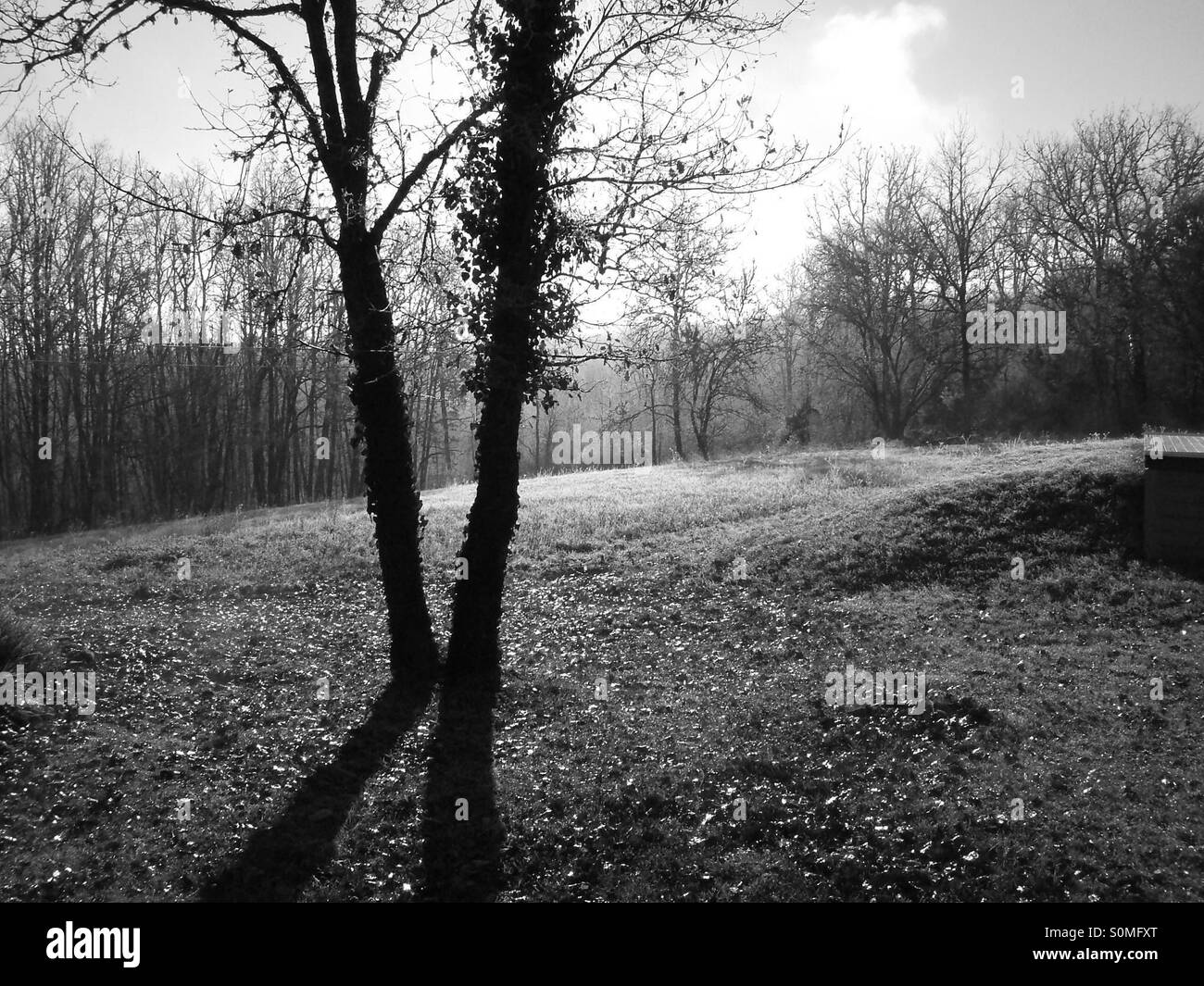 Early morning shadows in a forest clearing Stock Photo - Alamy