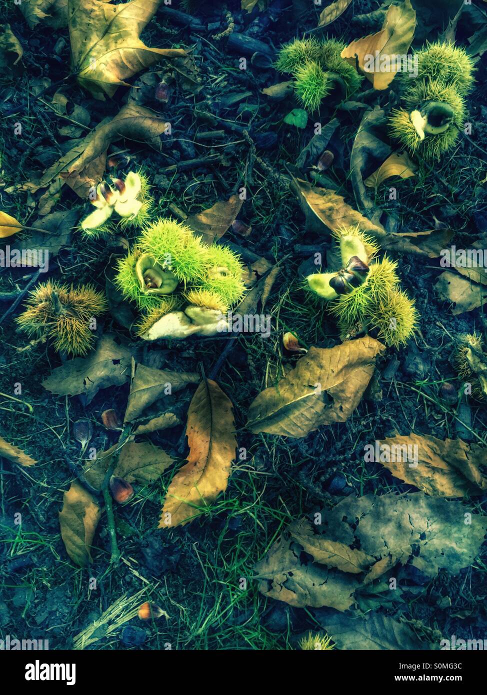 Falling conkers hi-res stock photography and images - Alamy