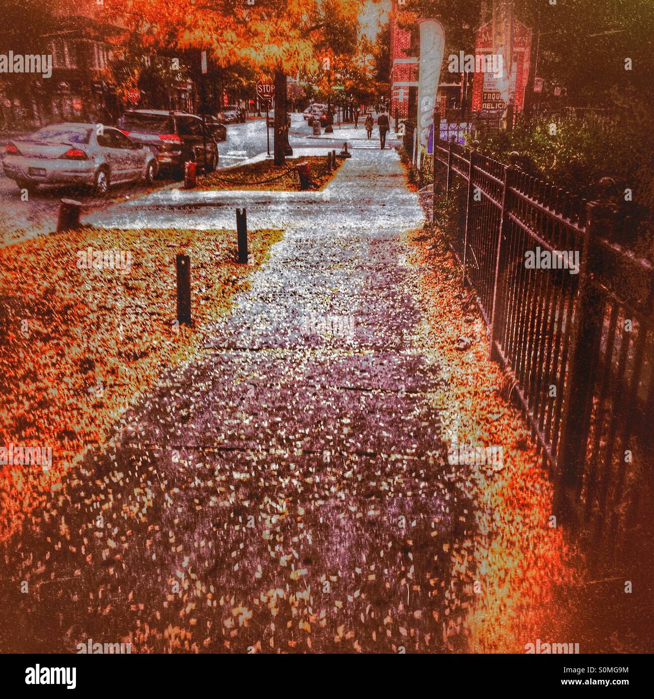 Sidewalk leaf hi-res stock photography and images - Alamy