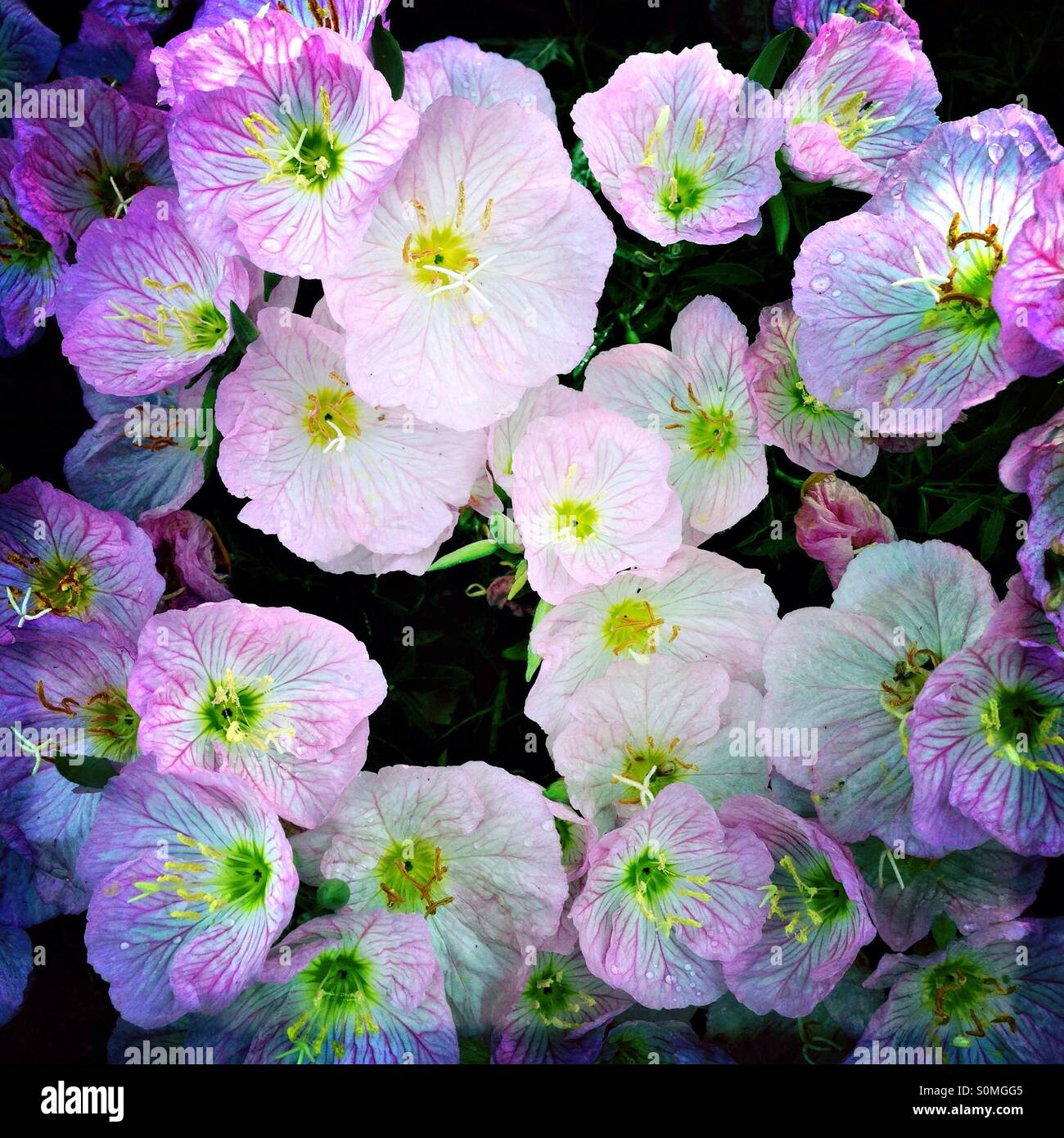 Pink flowers with yellow stamens Stock Photo - Alamy