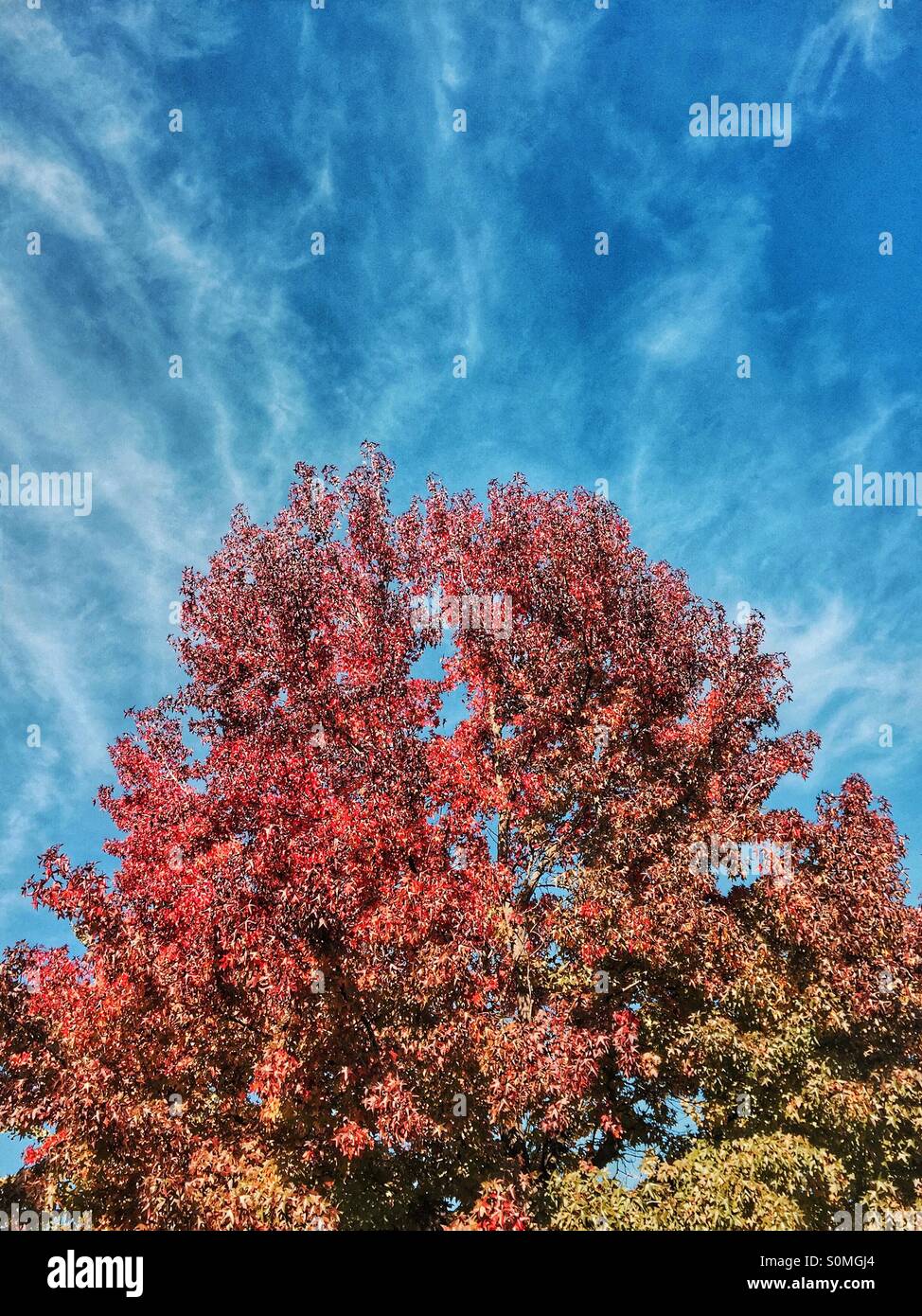 Fall tree and sky Stock Photo - Alamy