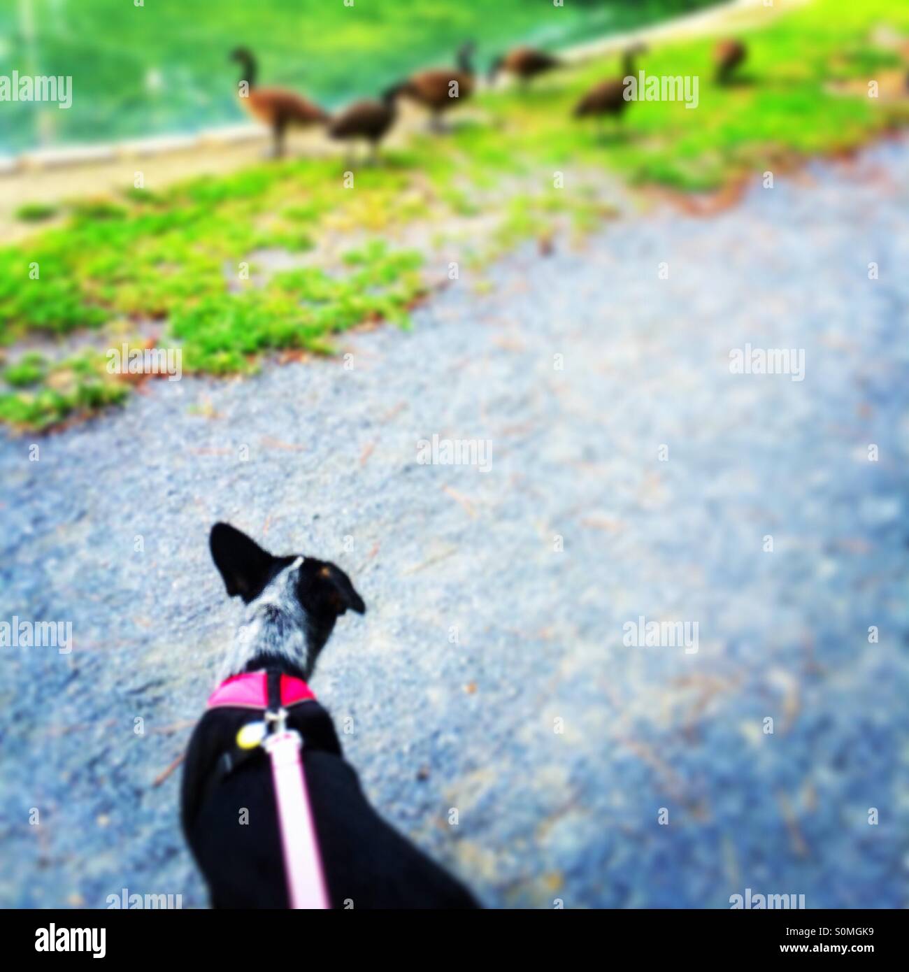 Dog's first encounter with geese Stock Photo - Alamy