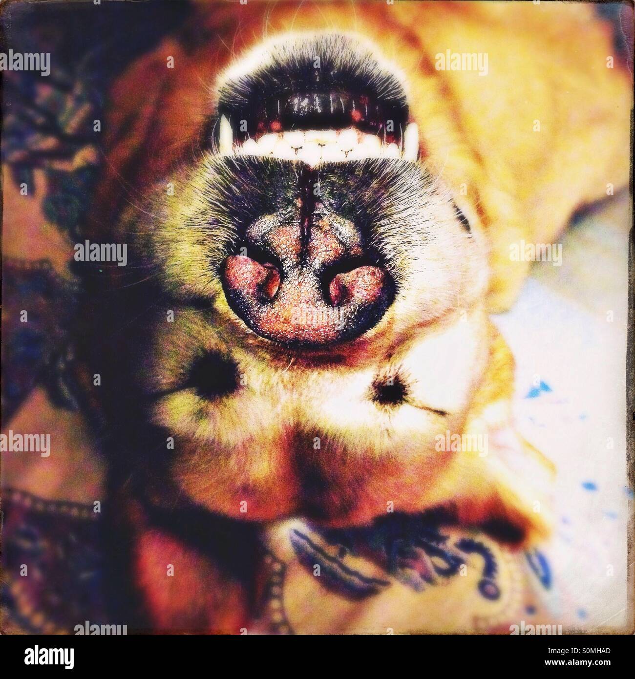 Dog with eyes closed hi-res stock photography and images - Alamy