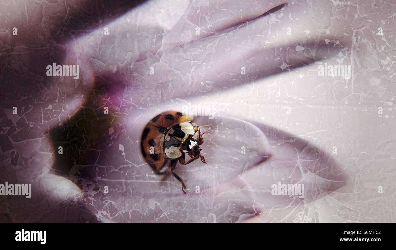 Little ladybird hi-res stock photography and images - Alamy