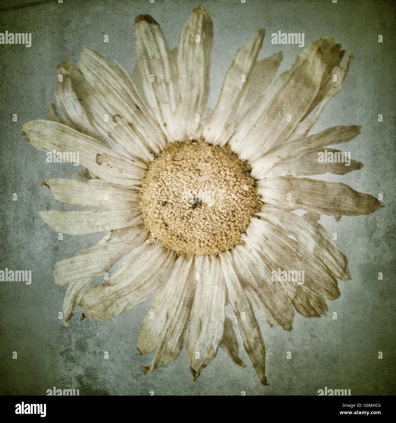 Old decaying flower Stock Photo - Alamy