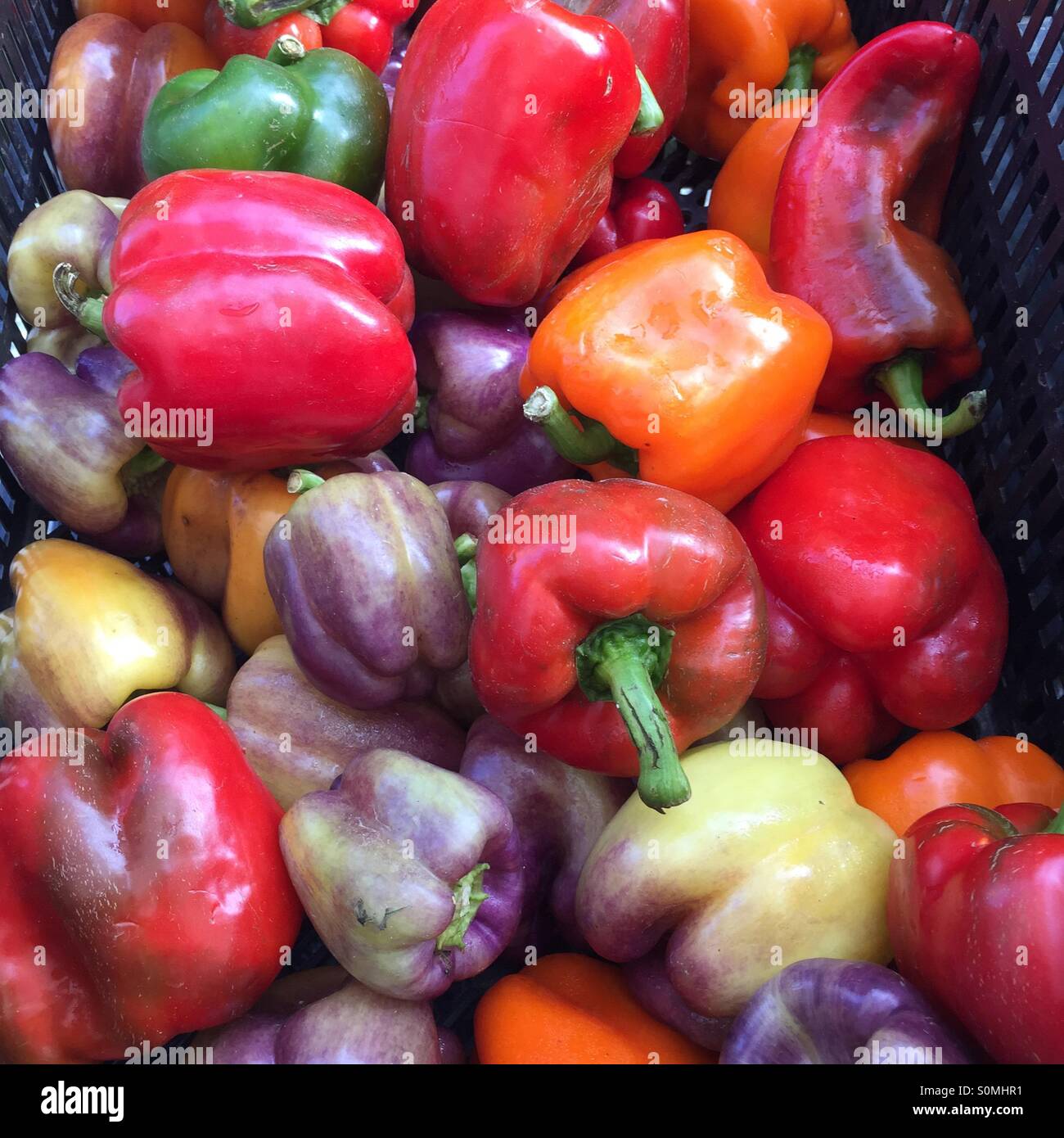Purple bell pepper hi-res stock photography and images - Alamy