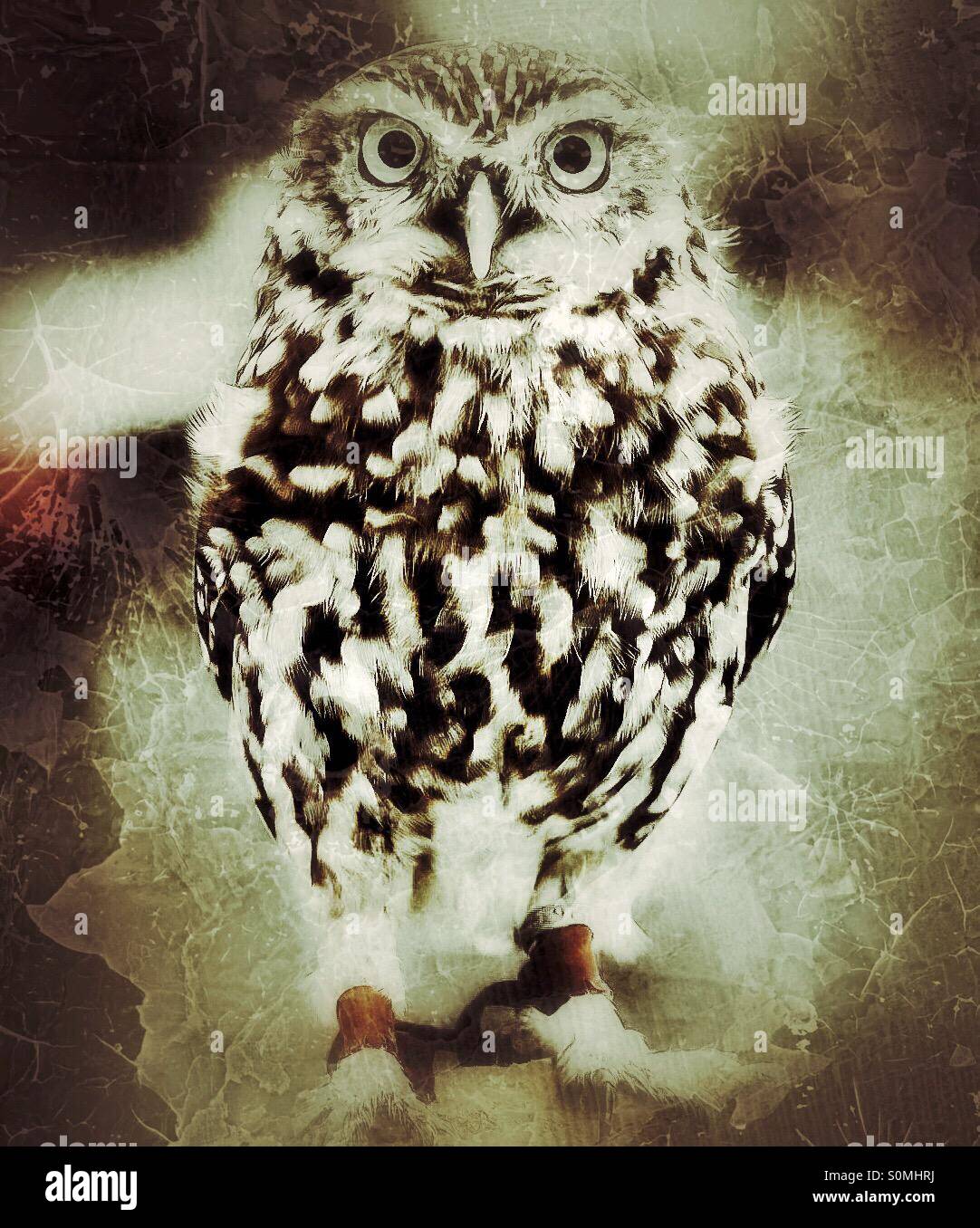 Wise old owl hi-res stock photography and images - Alamy