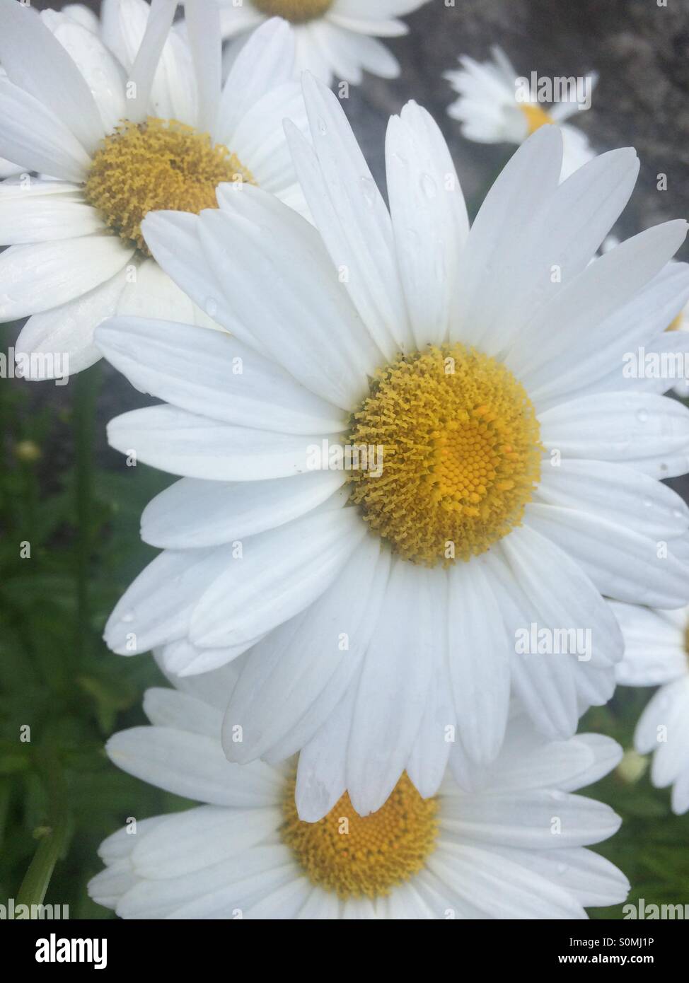 East coast flowers hi-res stock photography and images - Alamy