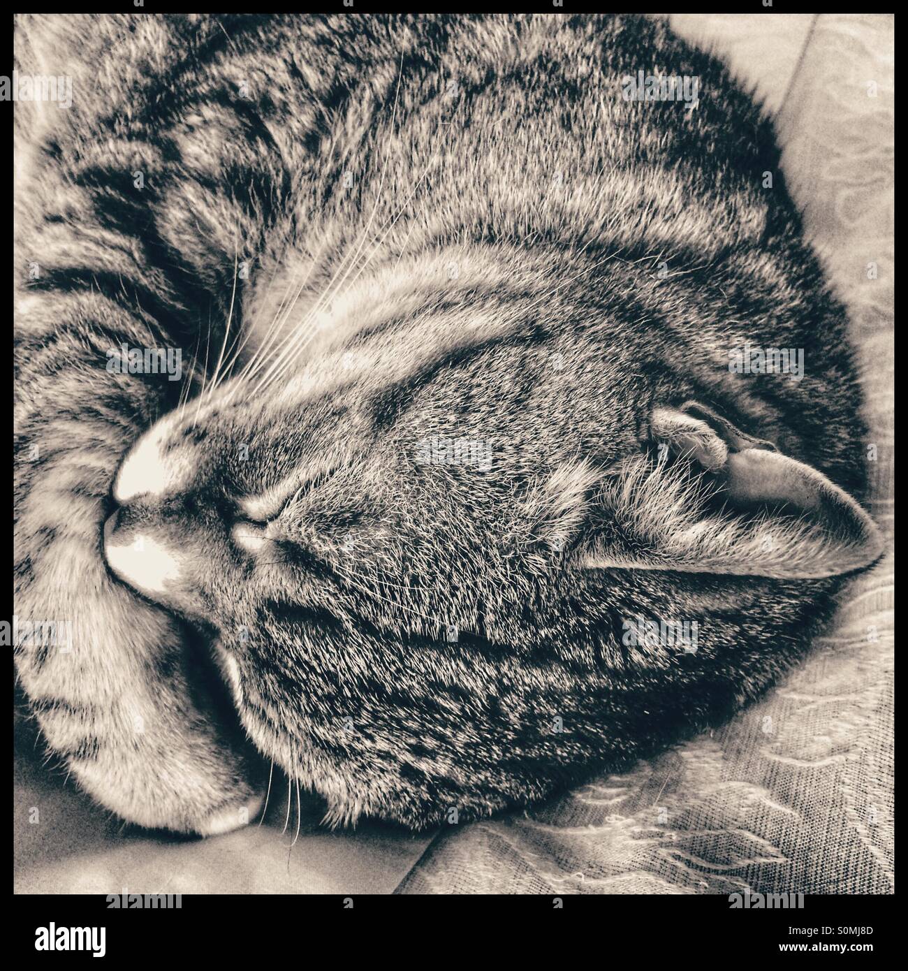 Head resting on paw hi-res stock photography and images - Alamy