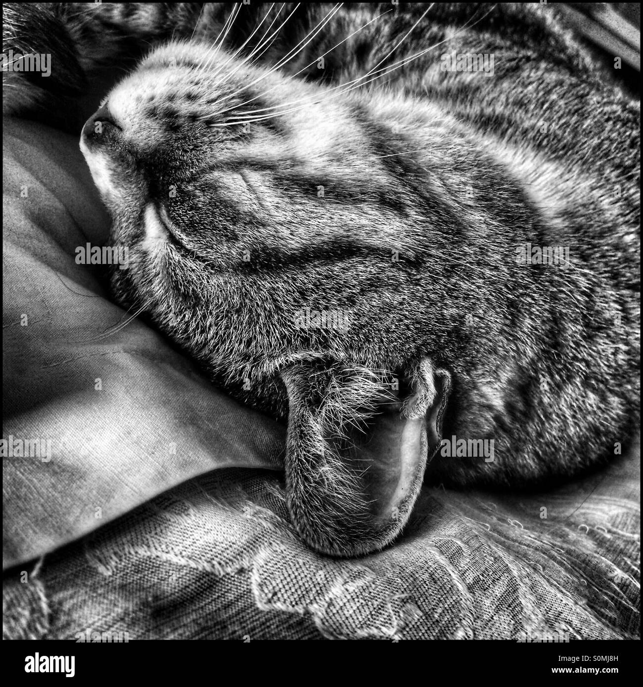Black and white photo of a sleeping cat Stock Photo - Alamy