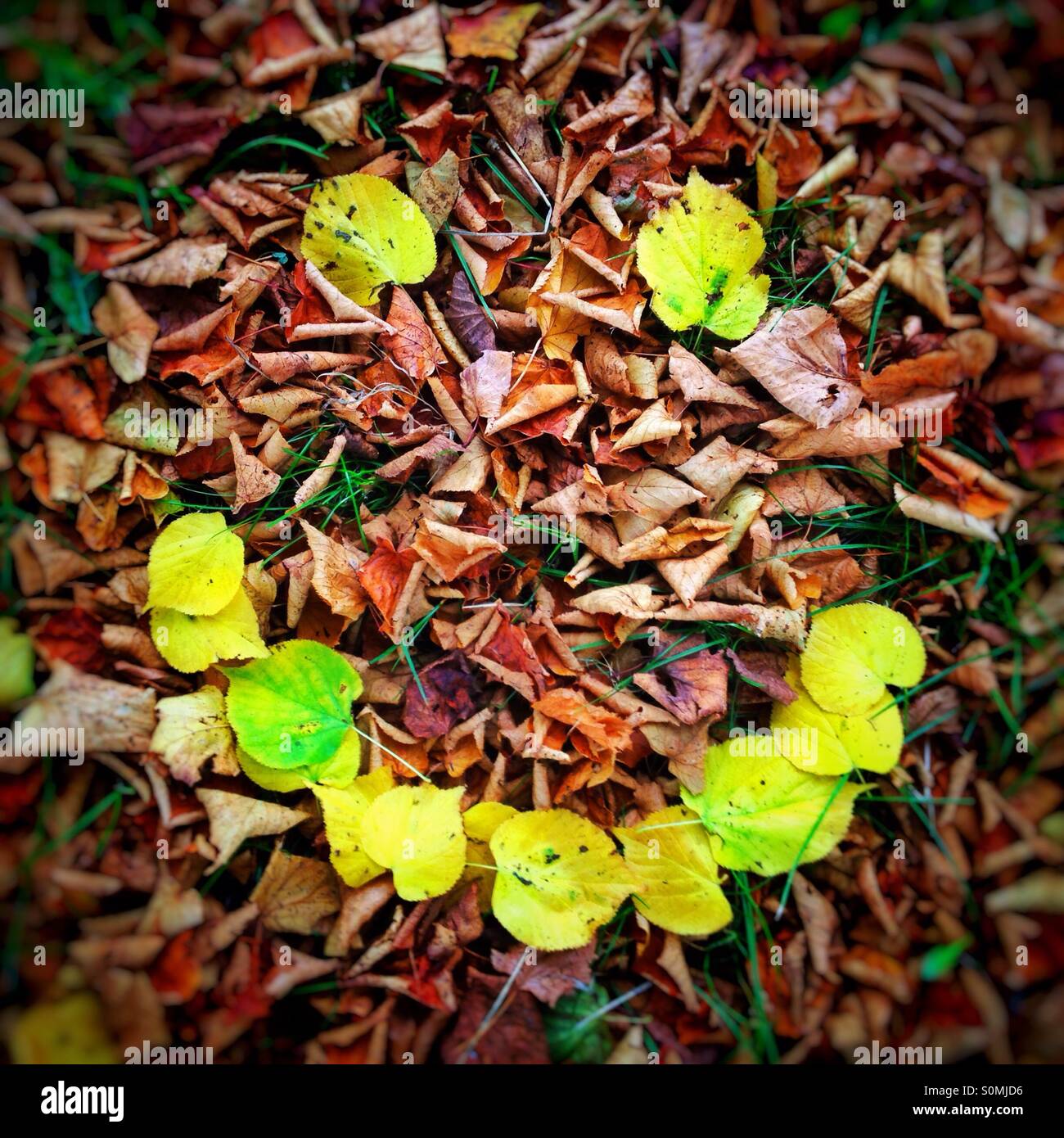 Smiley face in leaves Stock Photo - Alamy