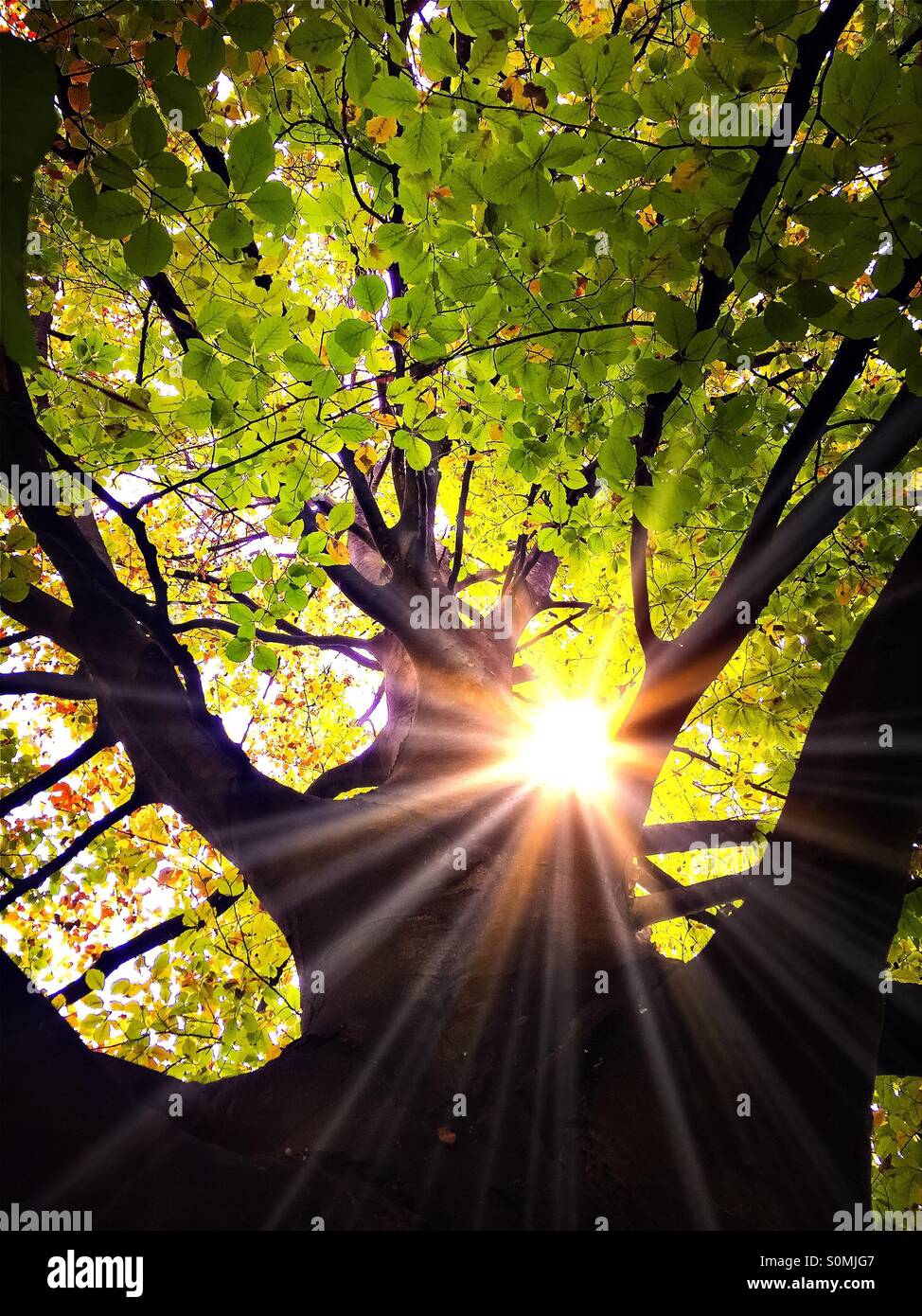 Bright sun in a beech tree Stock Photo - Alamy