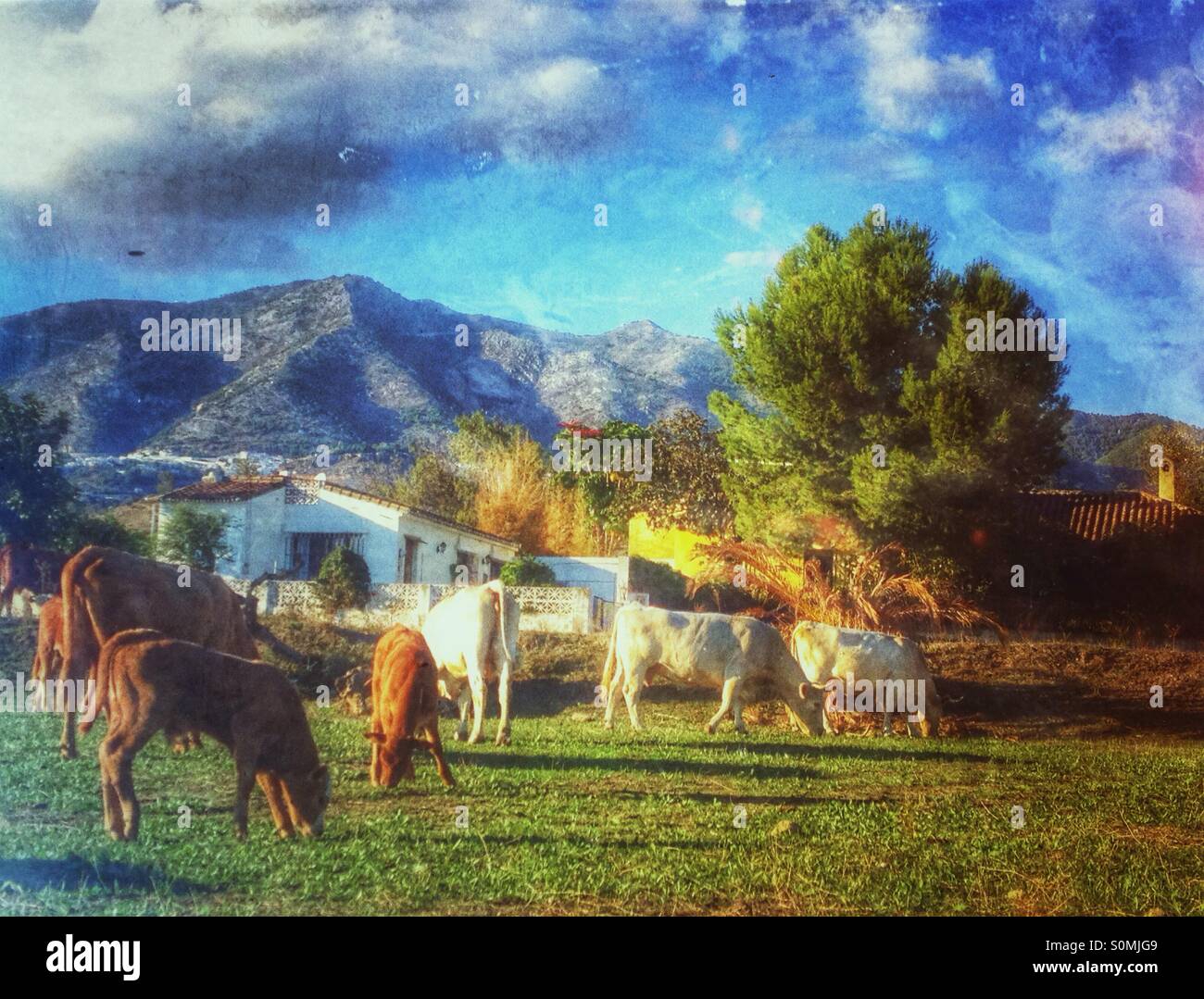 Grazing cows, Spain Stock Photo - Alamy
