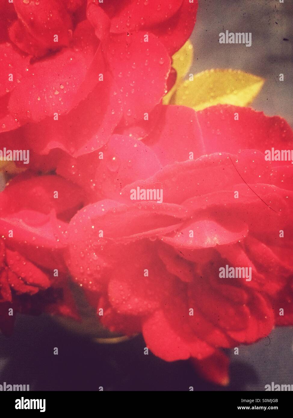 Red roses with water droplets Stock Photo - Alamy