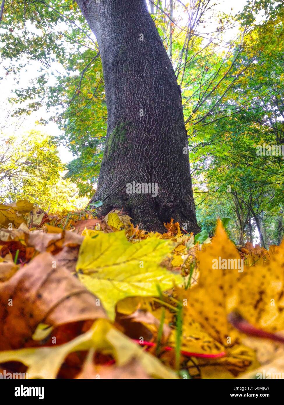 Autumn leaves at the bottom of a tree trunk Stock Photo - Alamy