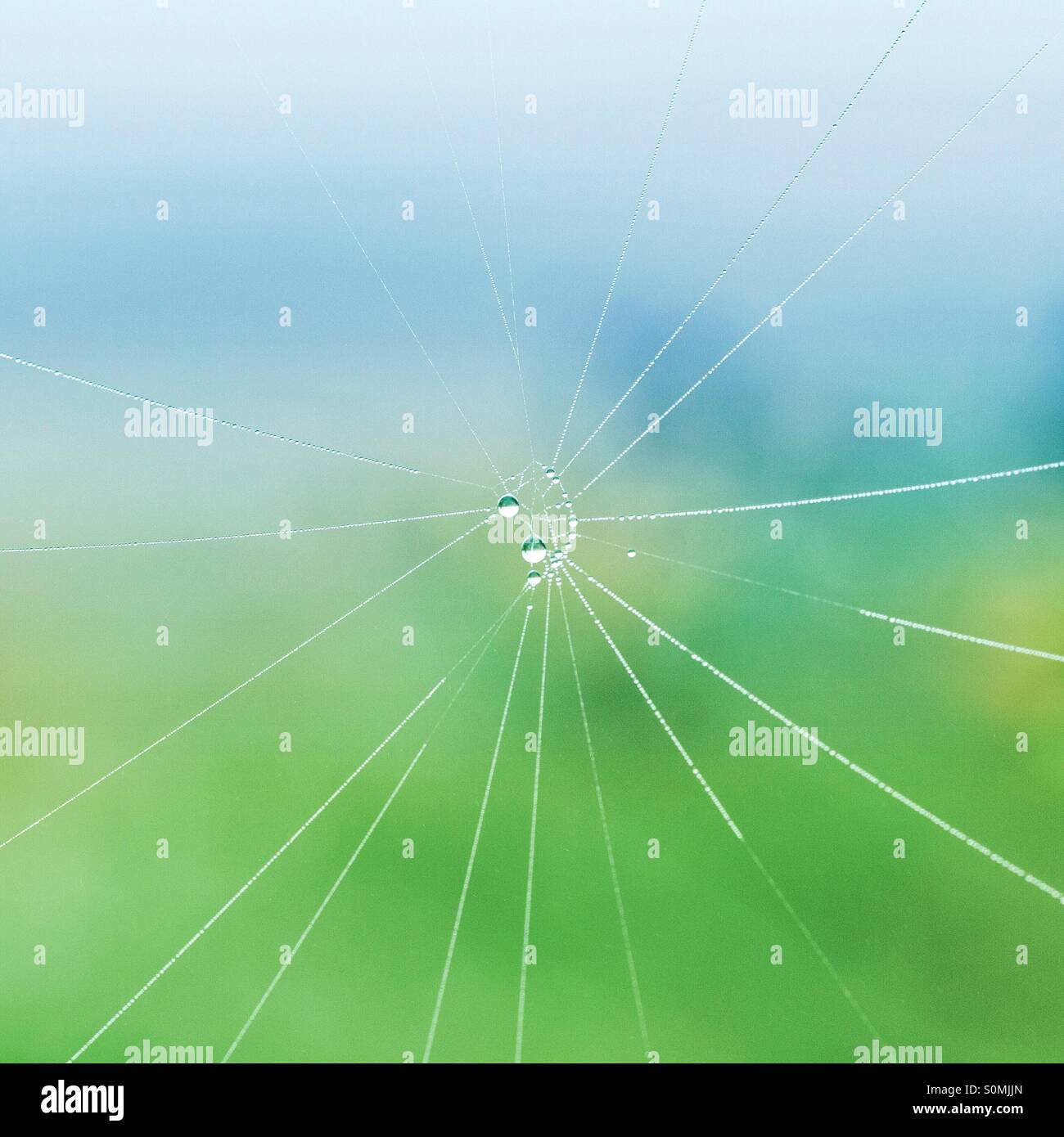 A delicate spider's web covered in dew and condensation makes a ...