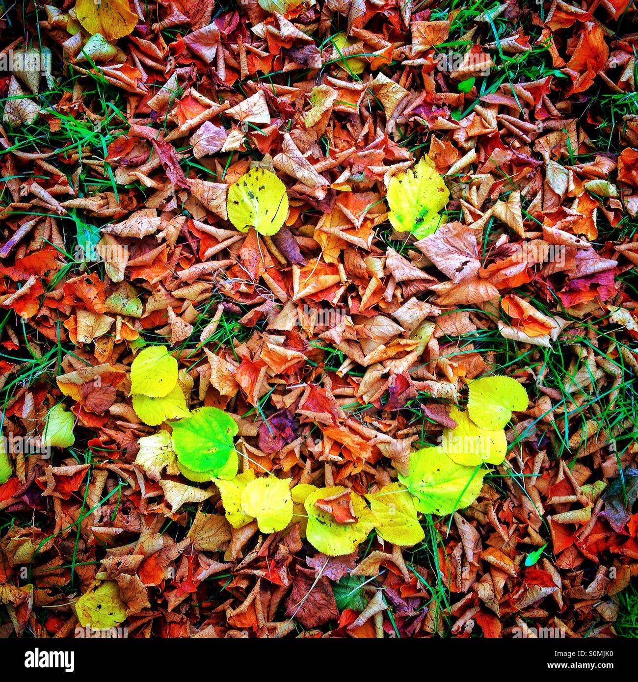 Face leaves hi-res stock photography and images - Alamy