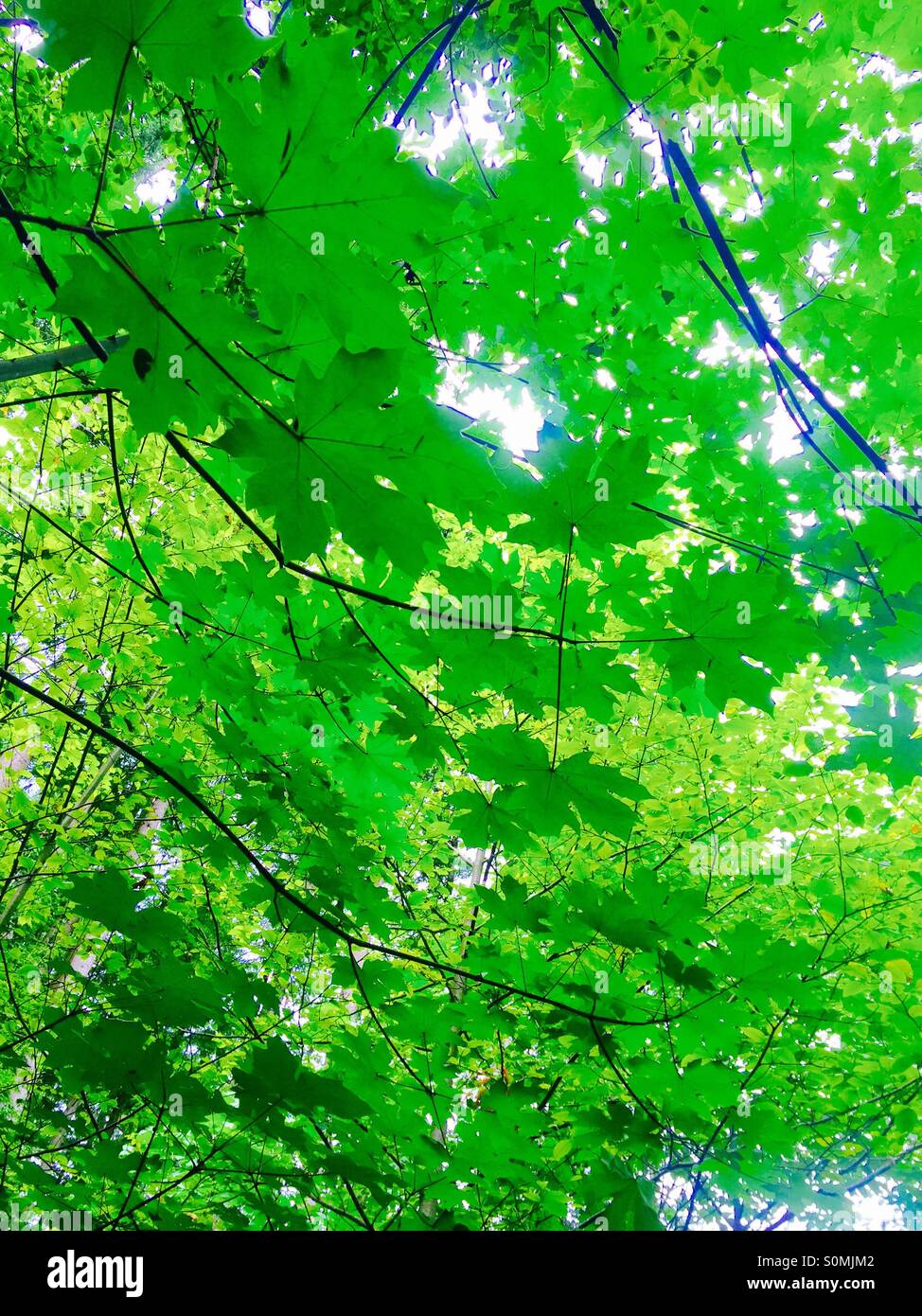 Sun through leaves Stock Photo - Alamy