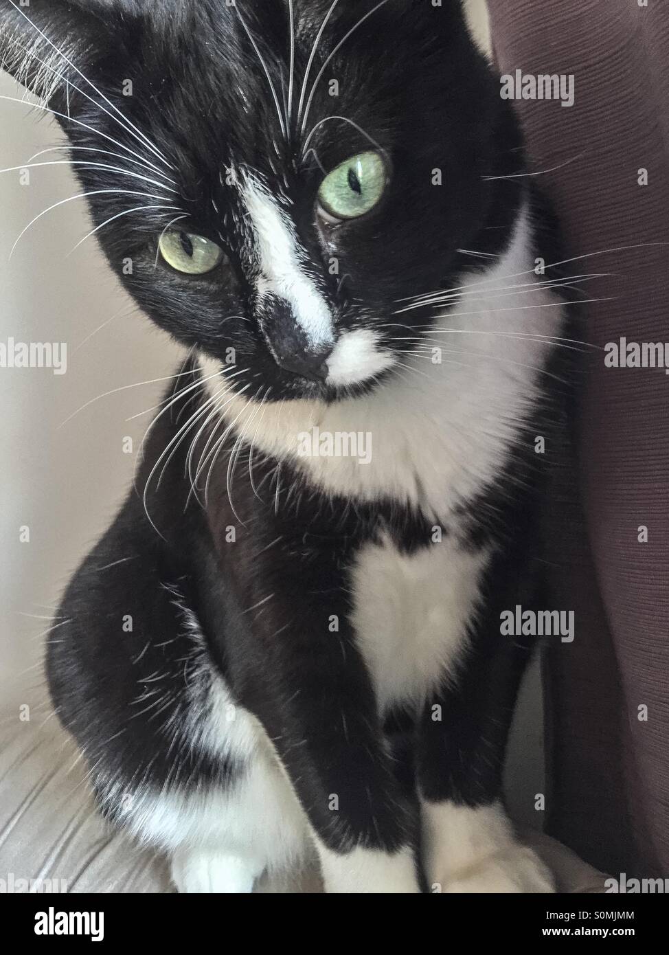 Black Tuxedo Cat Blue Eyes