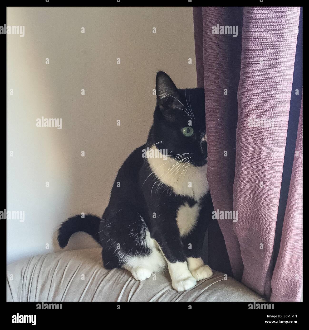 Adorable tuxedo cat hides behind a curtain Stock Photo - Alamy