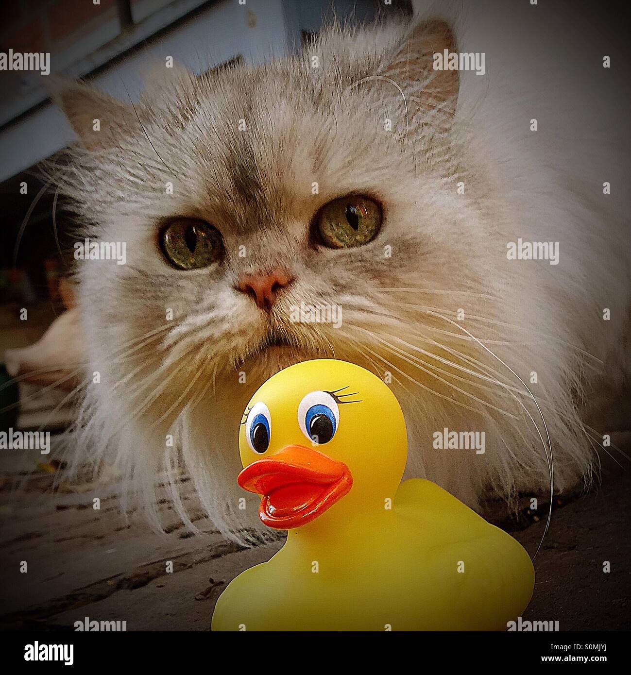 ..cat and duck Stock Photo - Alamy