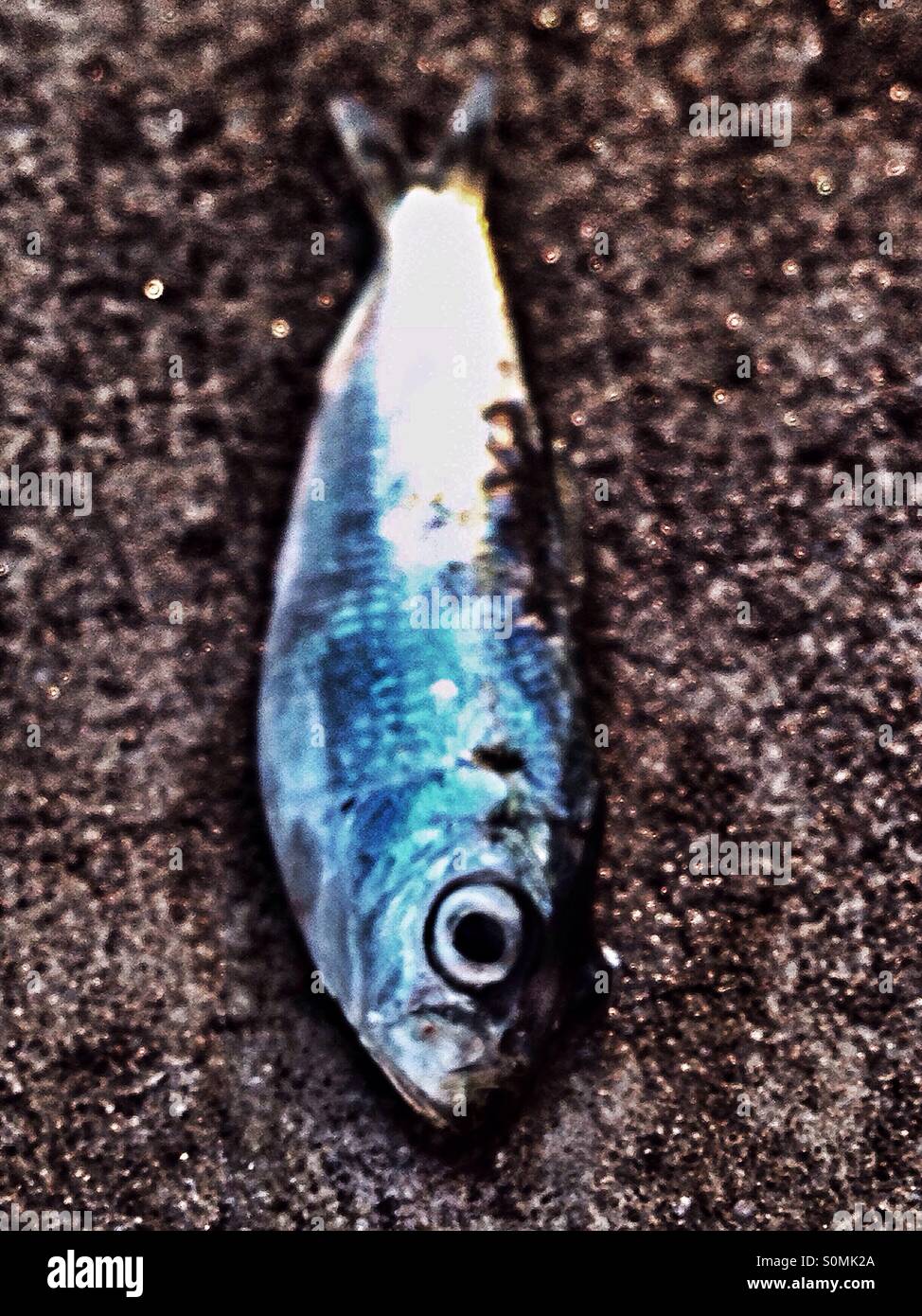 Dead Sardine on the ground Stock Photo - Alamy